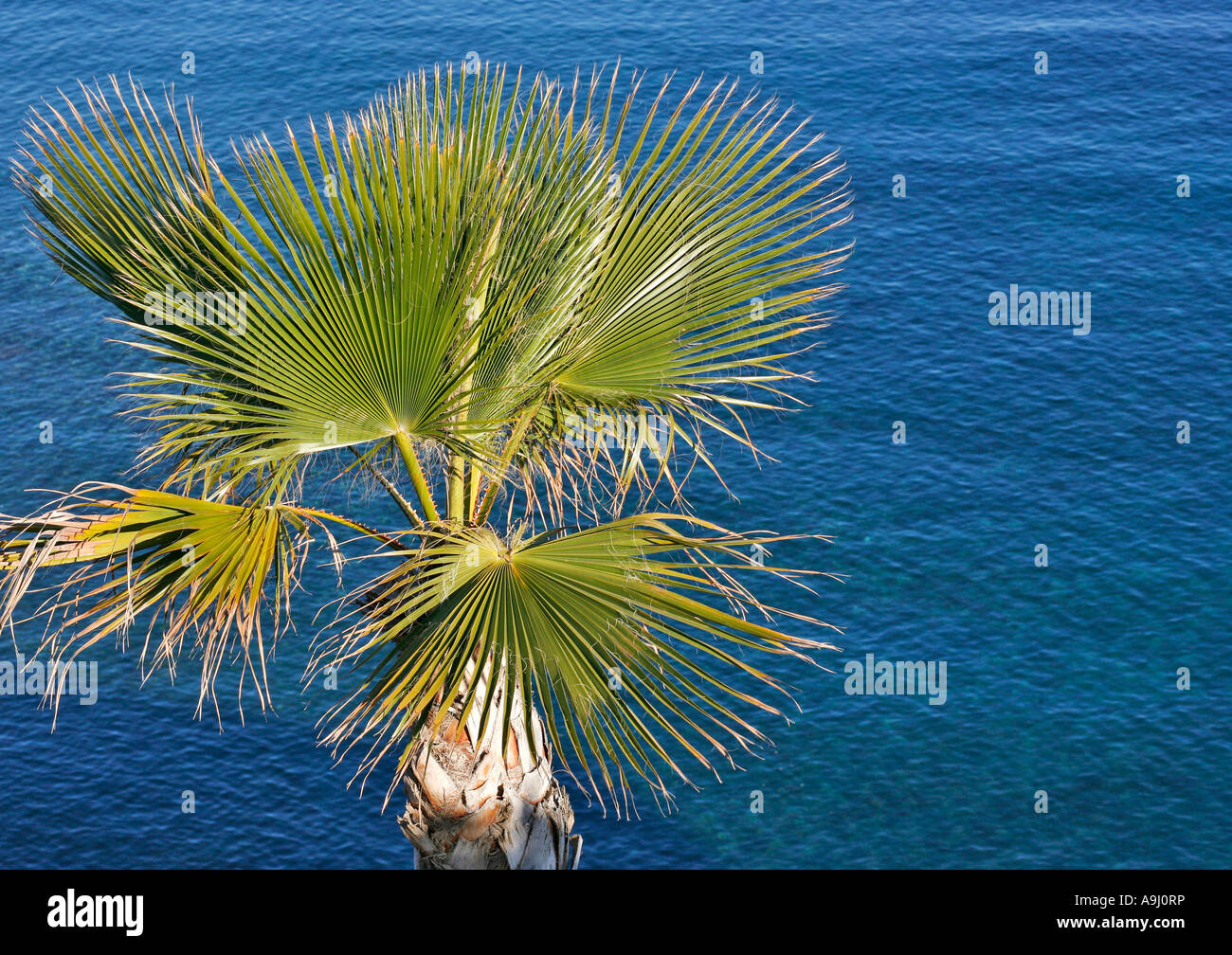 Palm tree in front of the ocean Stock Photo - Alamy
