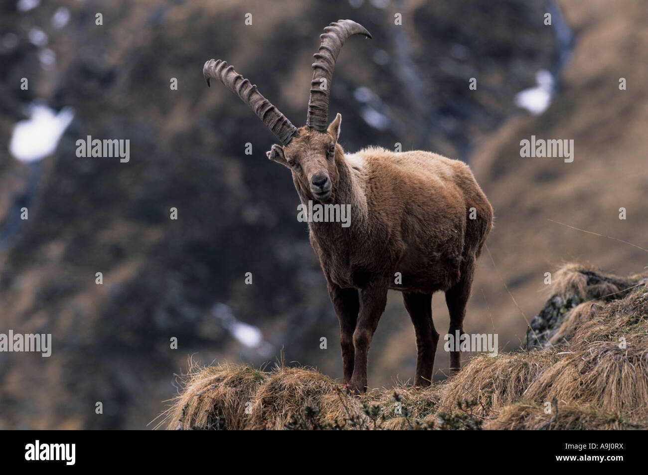 Dead standing hi-res stock photography and images - Alamy