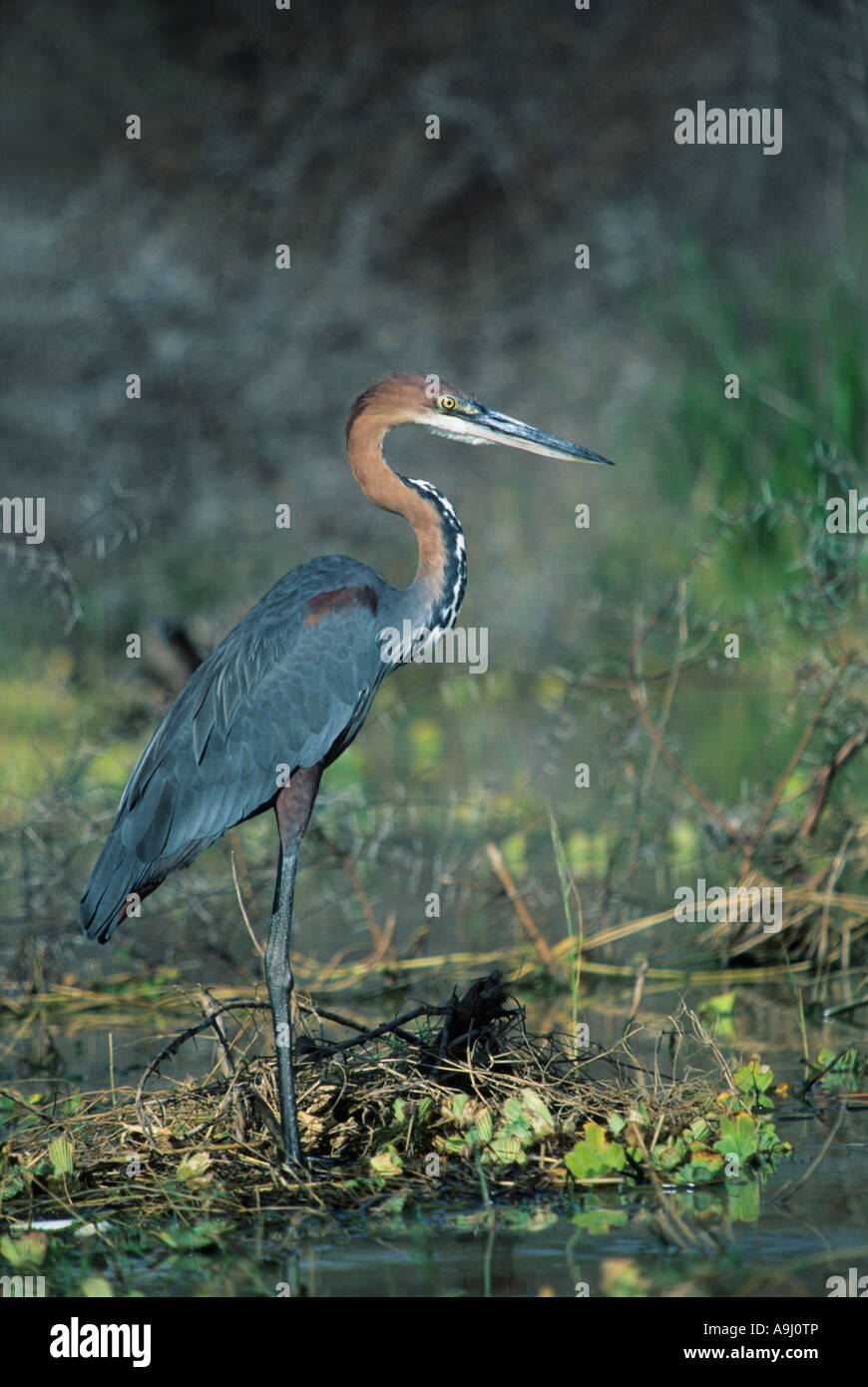 Goliath Heron (Ardea Goliath) Lake Baringo, Kenya Stock Photo - Alamy