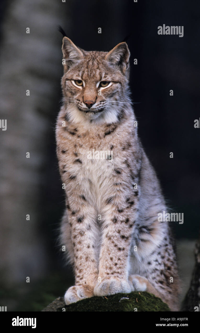 European Lynx, Eurasian Lynx, (Lynx lynx) adult sitting on rock Stock ...