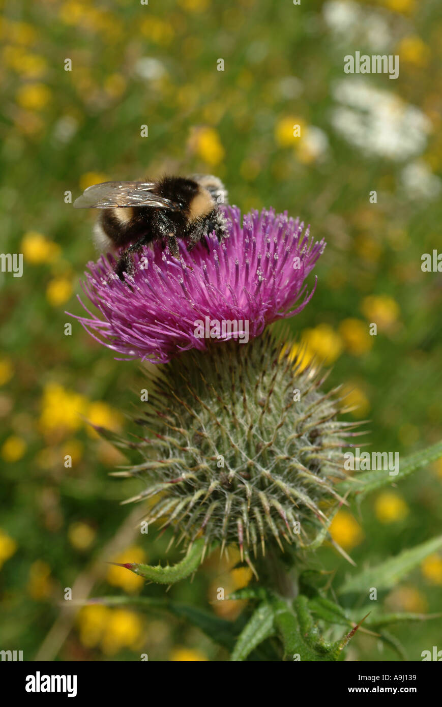 U K Scotland Spear Thistle and Bumble Bee Stock Photo - Alamy