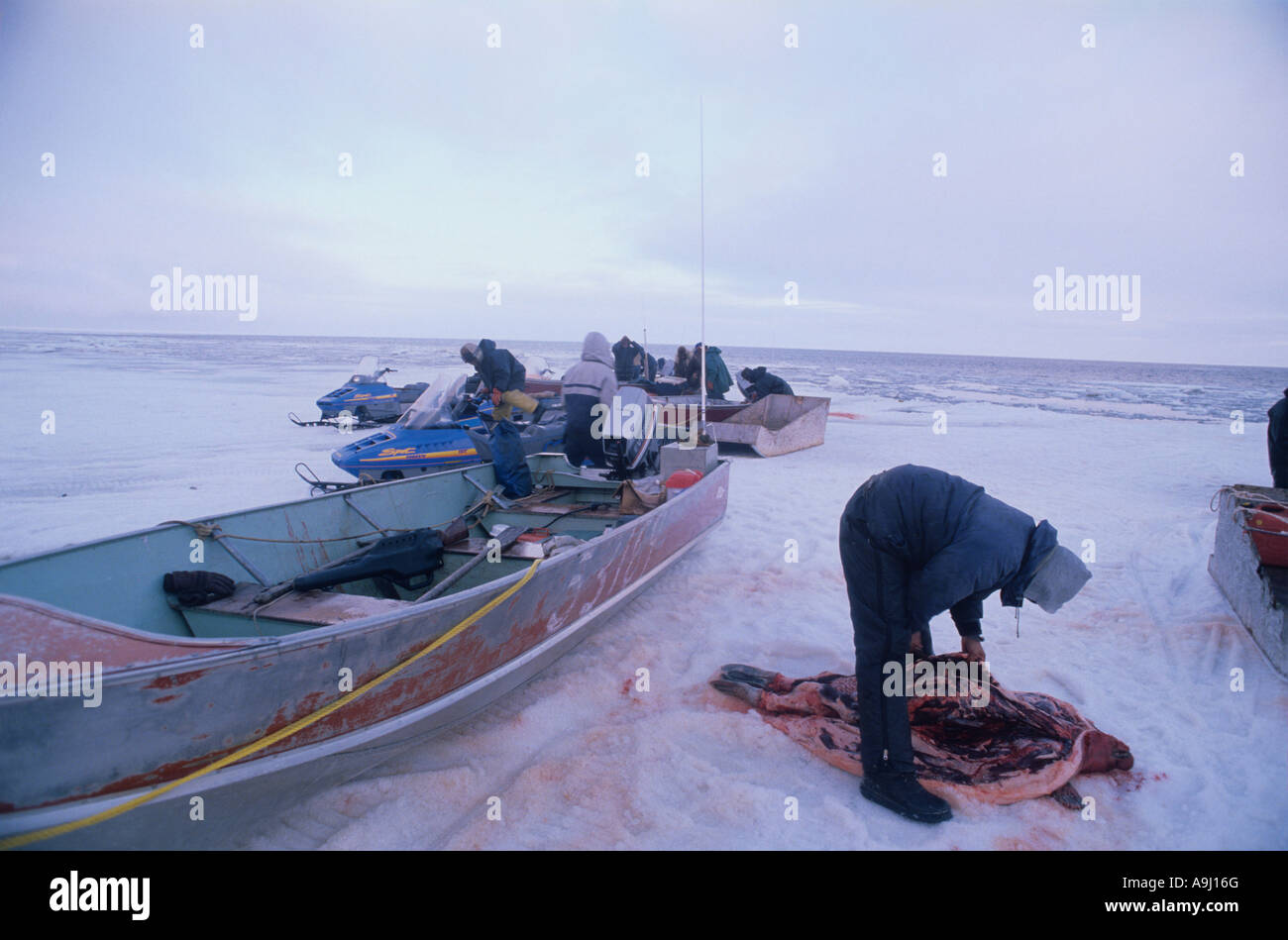 USA Alaska Yupik Eskimos butchers seals on sea ice during spring ...