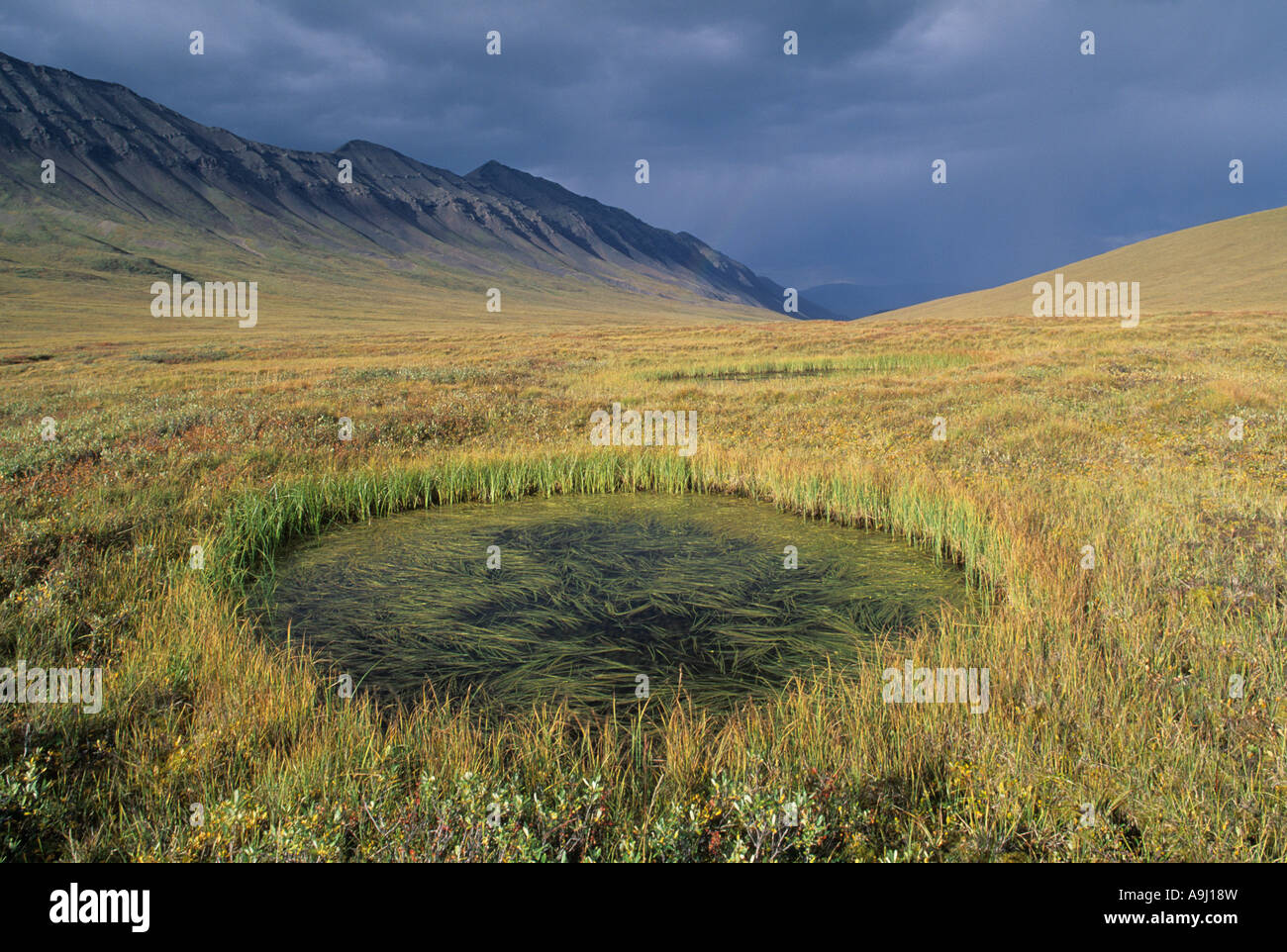USA Alaska Clearing summer storm over kettle pond on arctic tundra in ...
