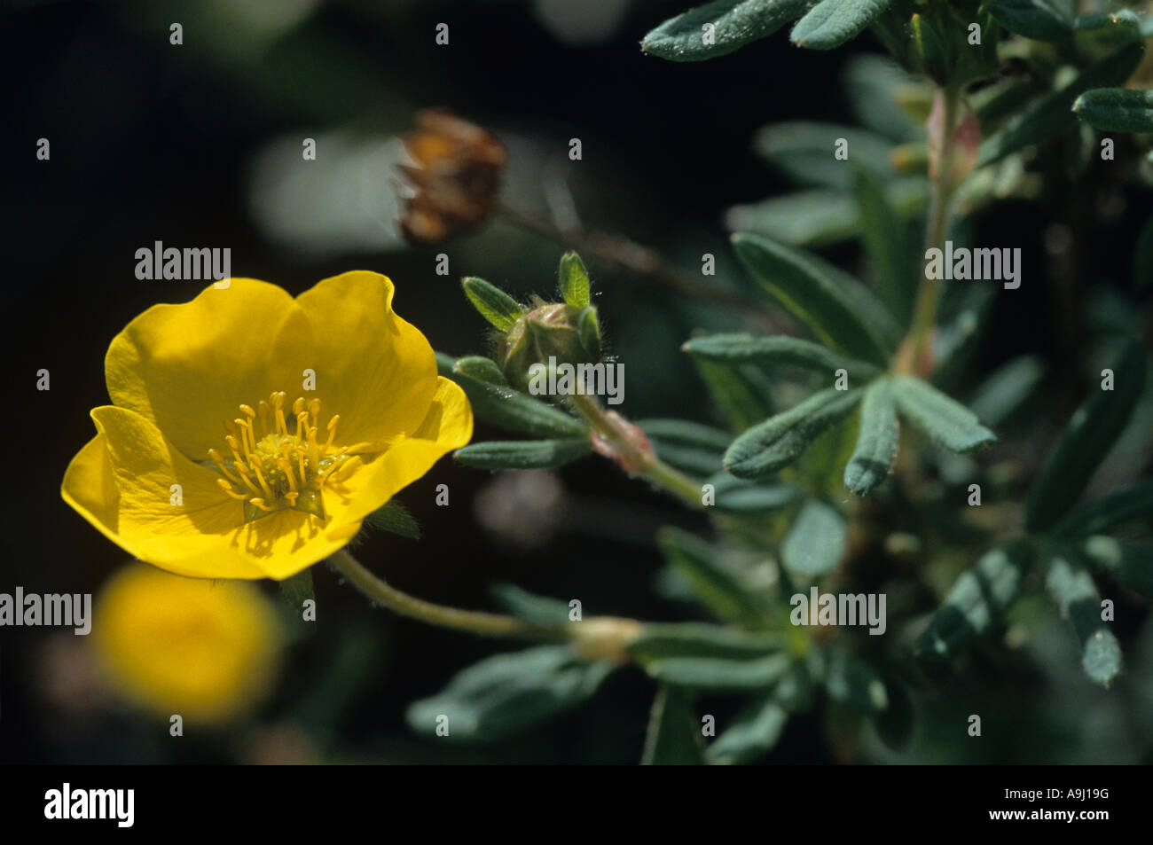 USA Alaska Mountain Buttercup Ranunculus escholtzii grows in Brooks ...