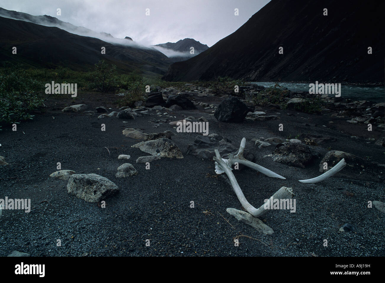 USA Alaska Antlers of caribou Rangifer tarandus along Atigun River in ...