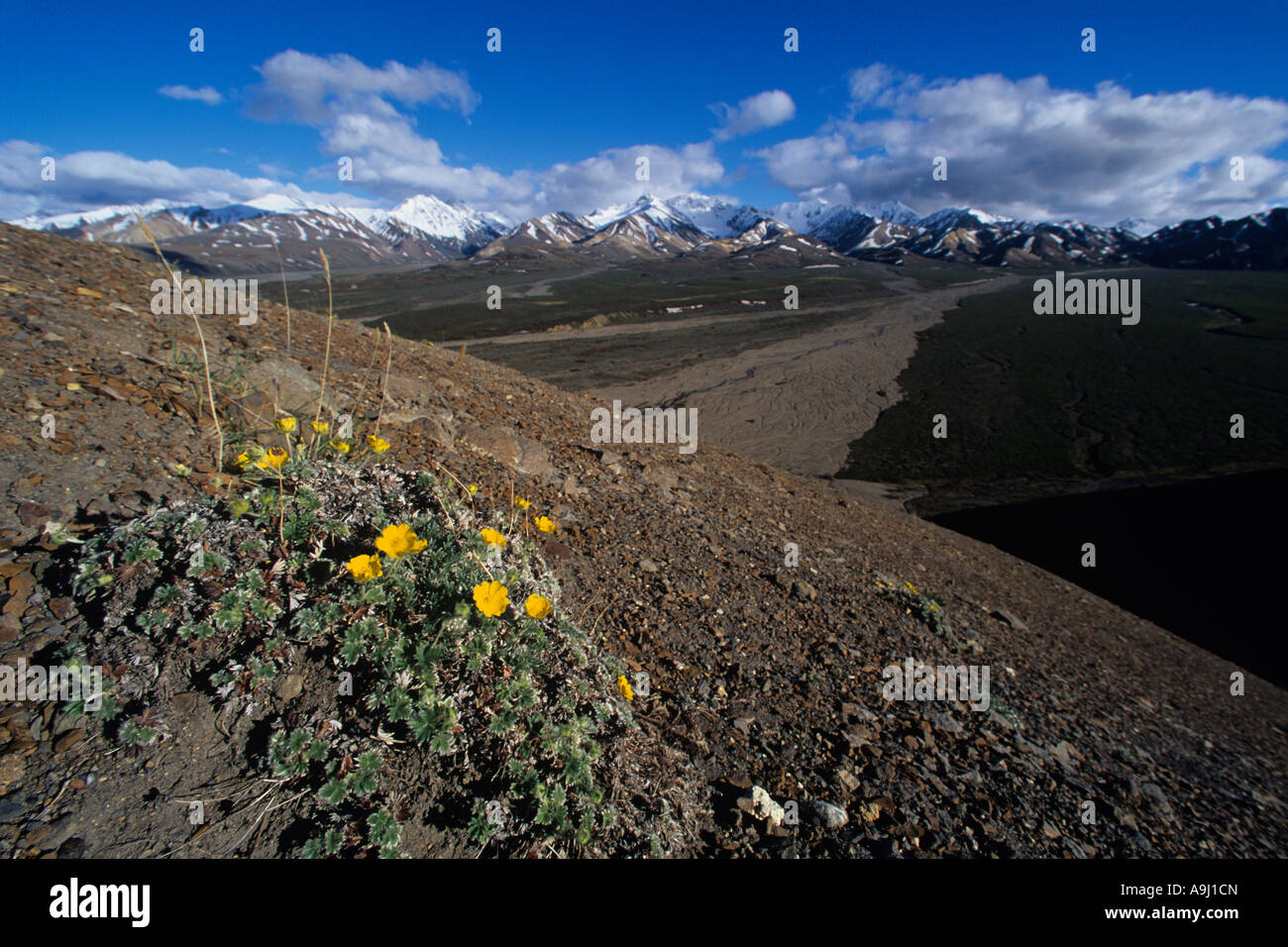 USA Alaska Denali National Park Wildflowers above East Fork Toklat ...
