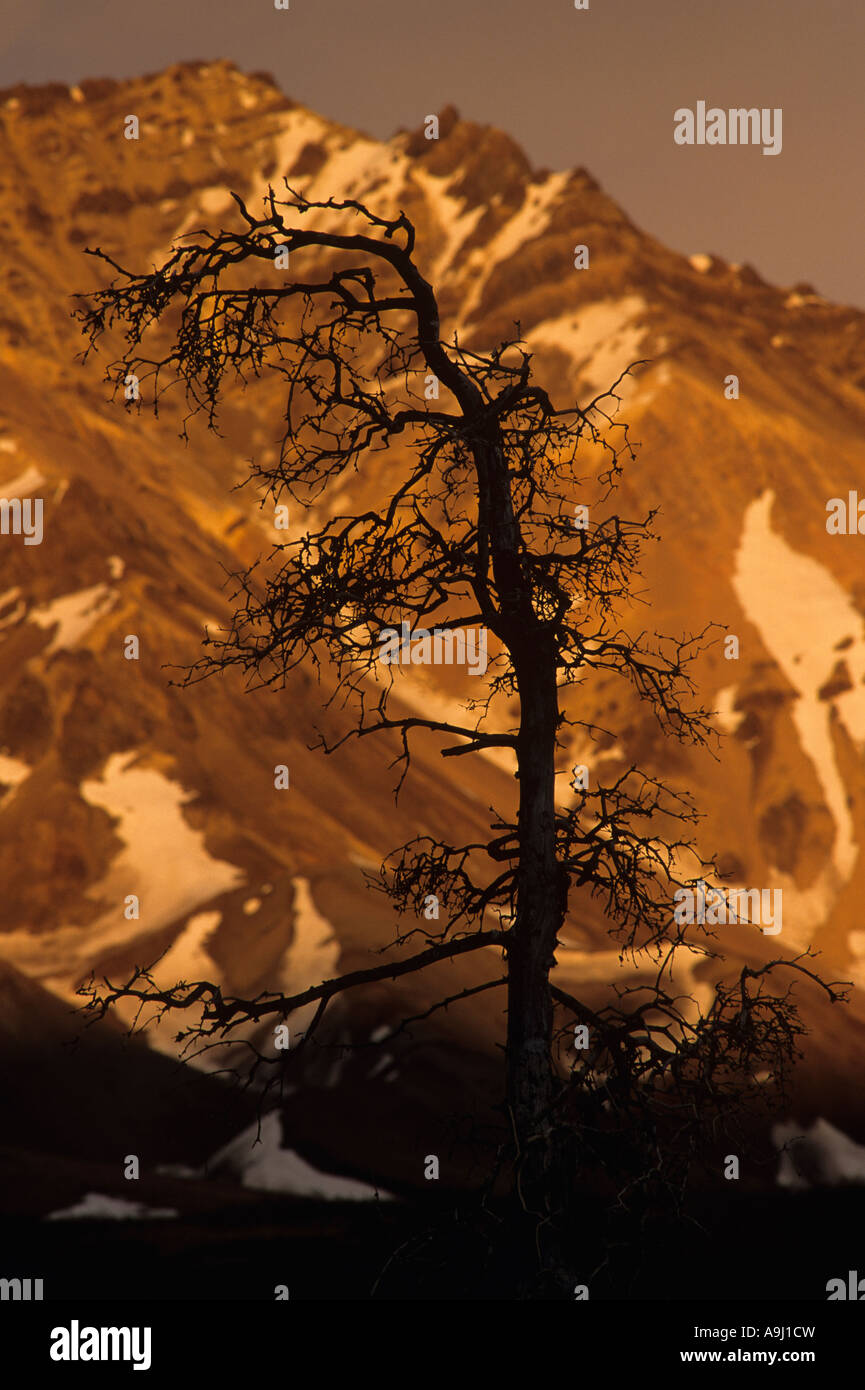 USA Alaska Denali National Park Setting sun lights Alaska Range ...