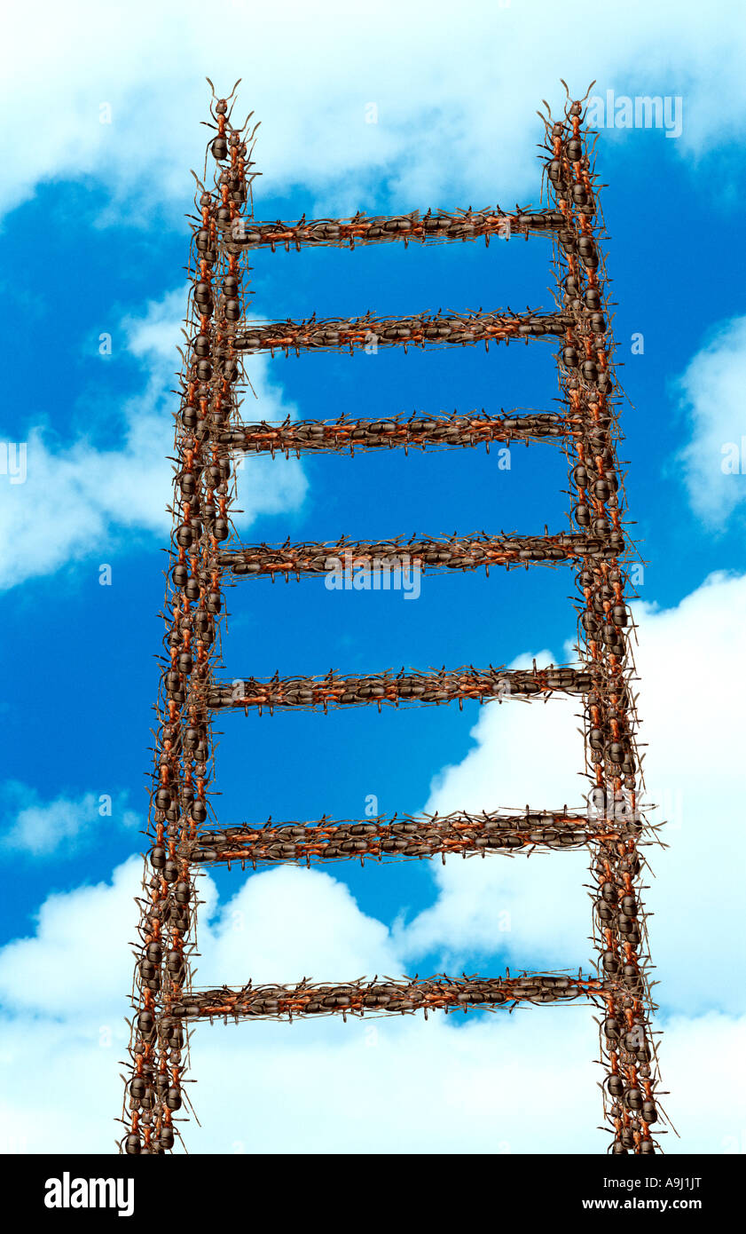 Ladder to success Stock Photo - Alamy