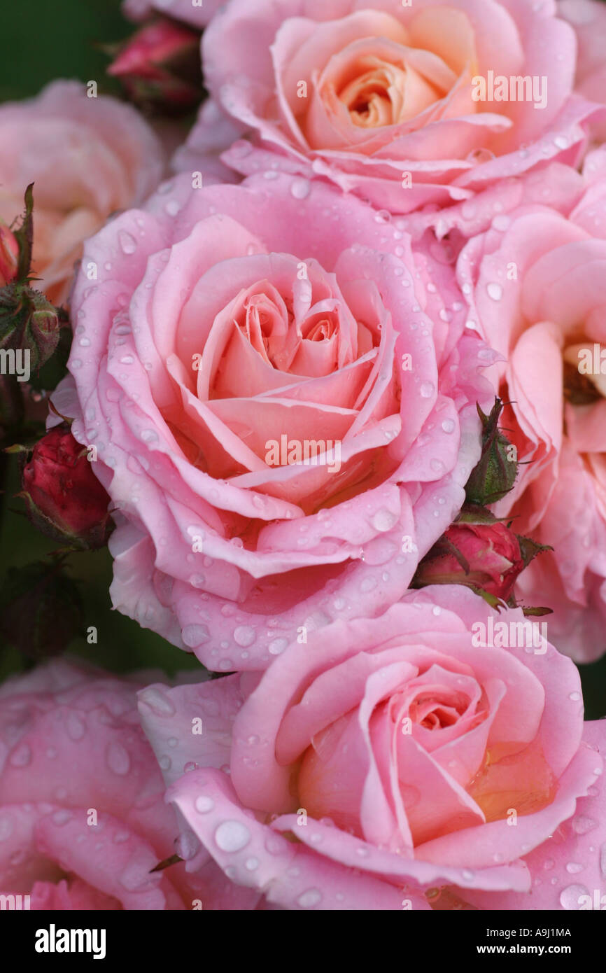 rose (Rosa spec.), Rose rose trial garden Beutig, Germany, Baden ...