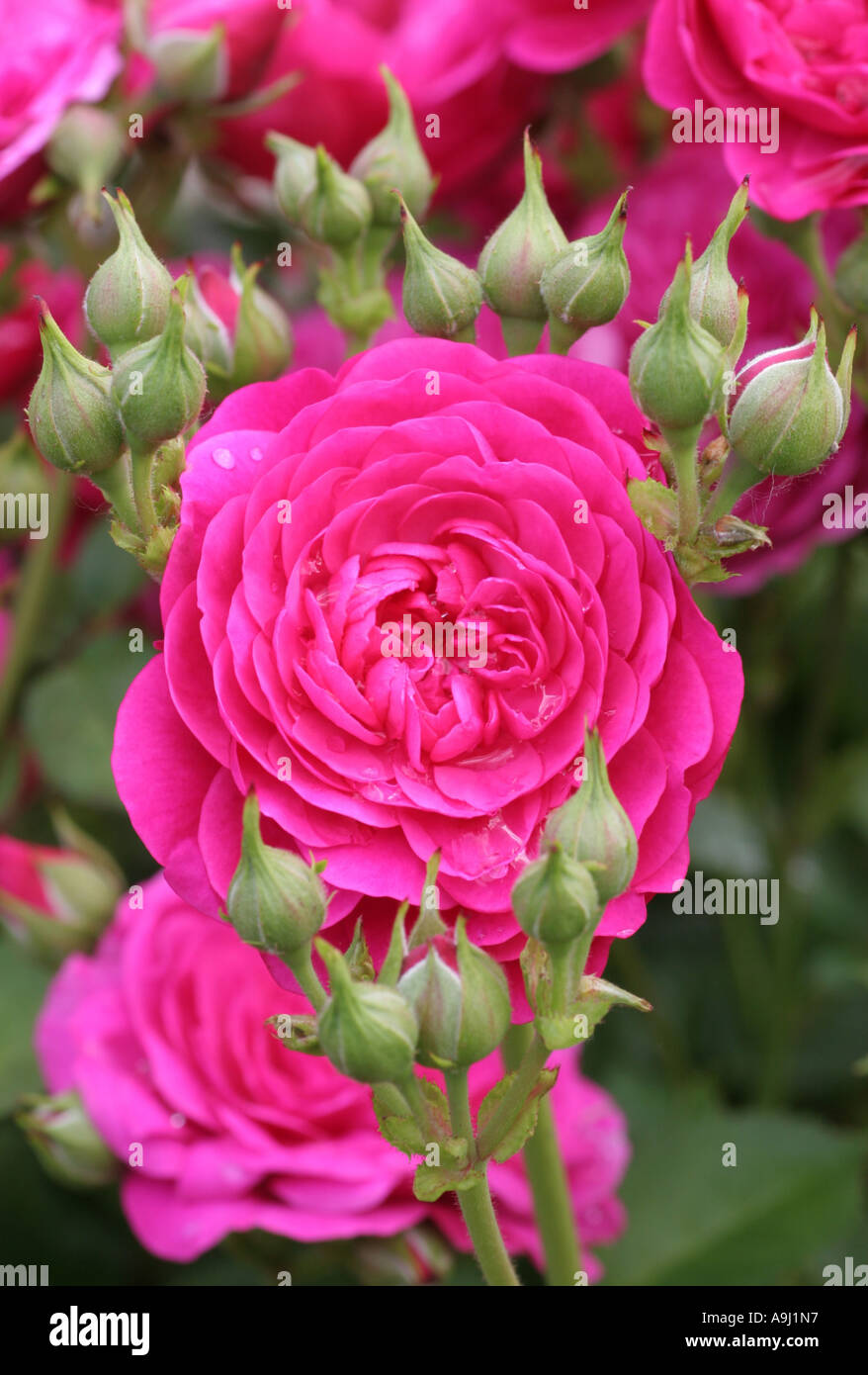 Rose rosa spec rose trial hi-res stock photography and images - Alamy