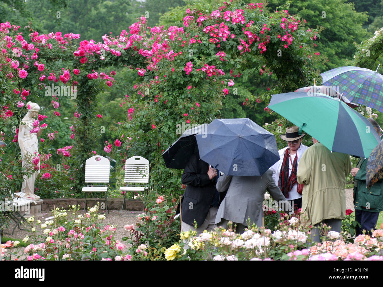 rose (Rosa spec.), Rose trial garden Beutig in rain, judging of rose ...