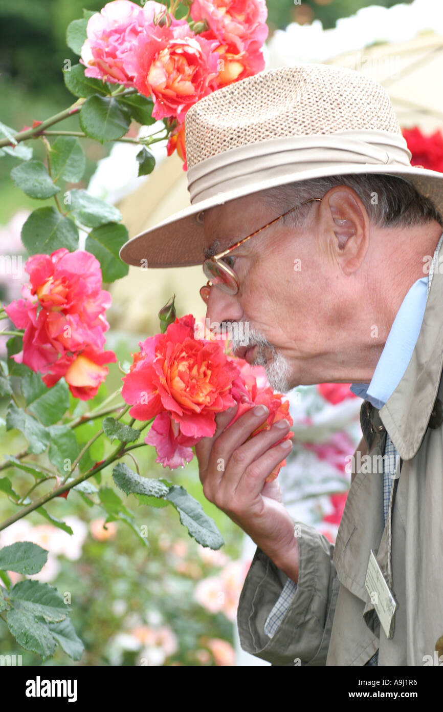 rose (Rosa spec.), Rose trial garden Beutig judging of rose novelties ...