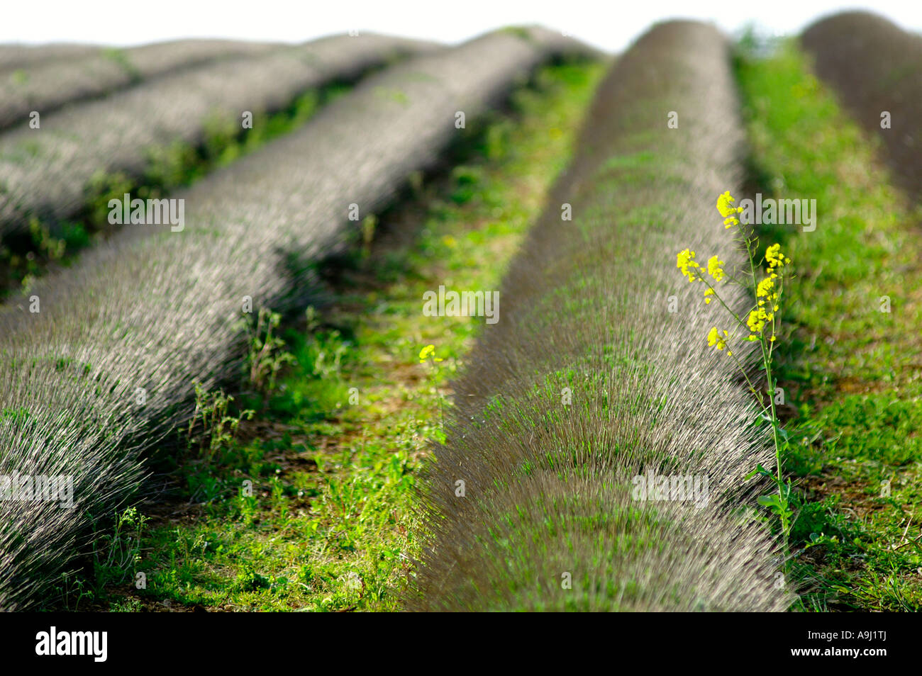 weed in the lavender row Stock Photo - Alamy