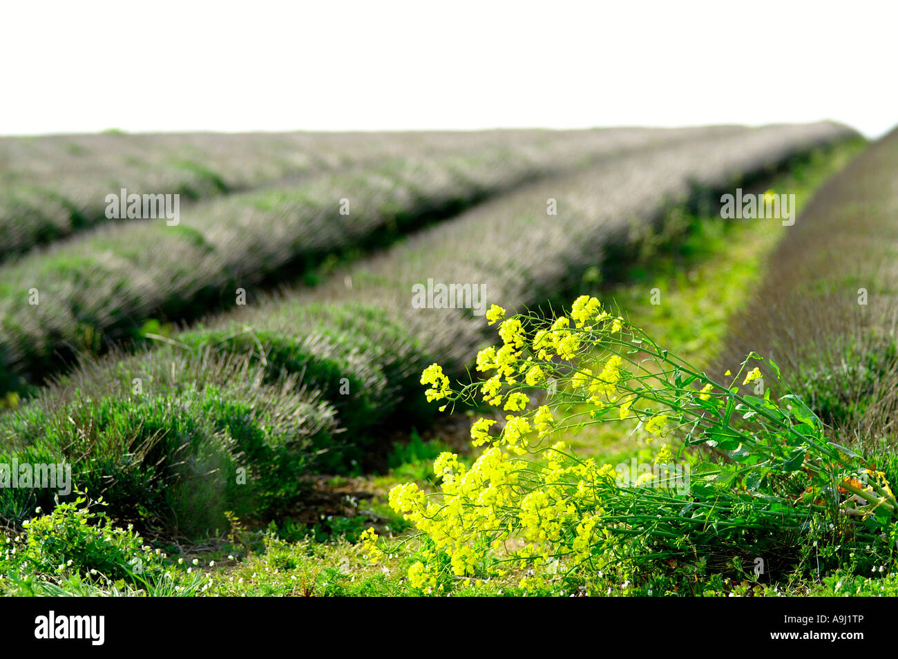 weed in the lavender row Stock Photo - Alamy