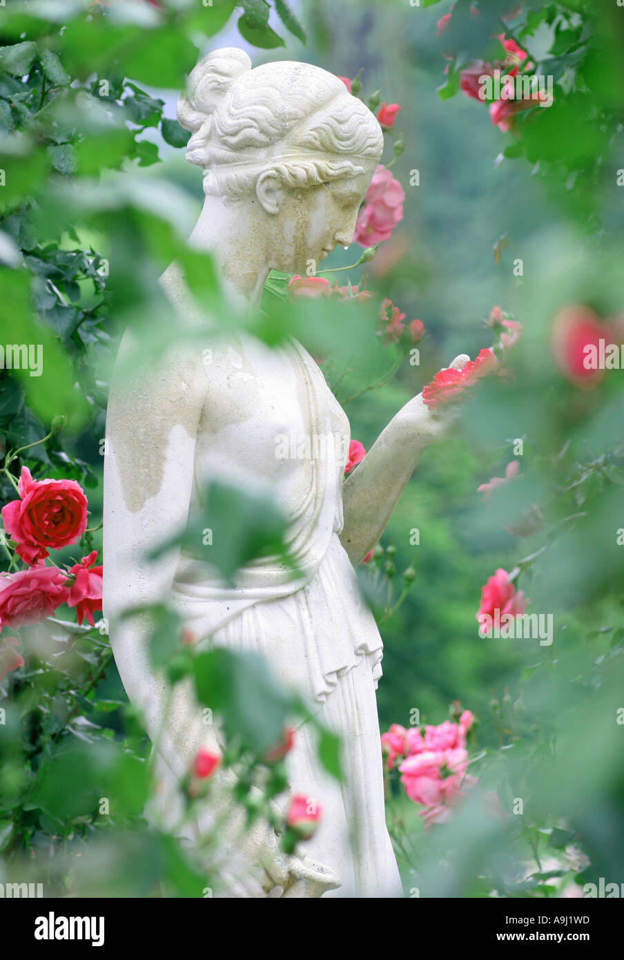 rose (Rosa spec.), Rose trial garden Beutig statue Hebe with rose ...