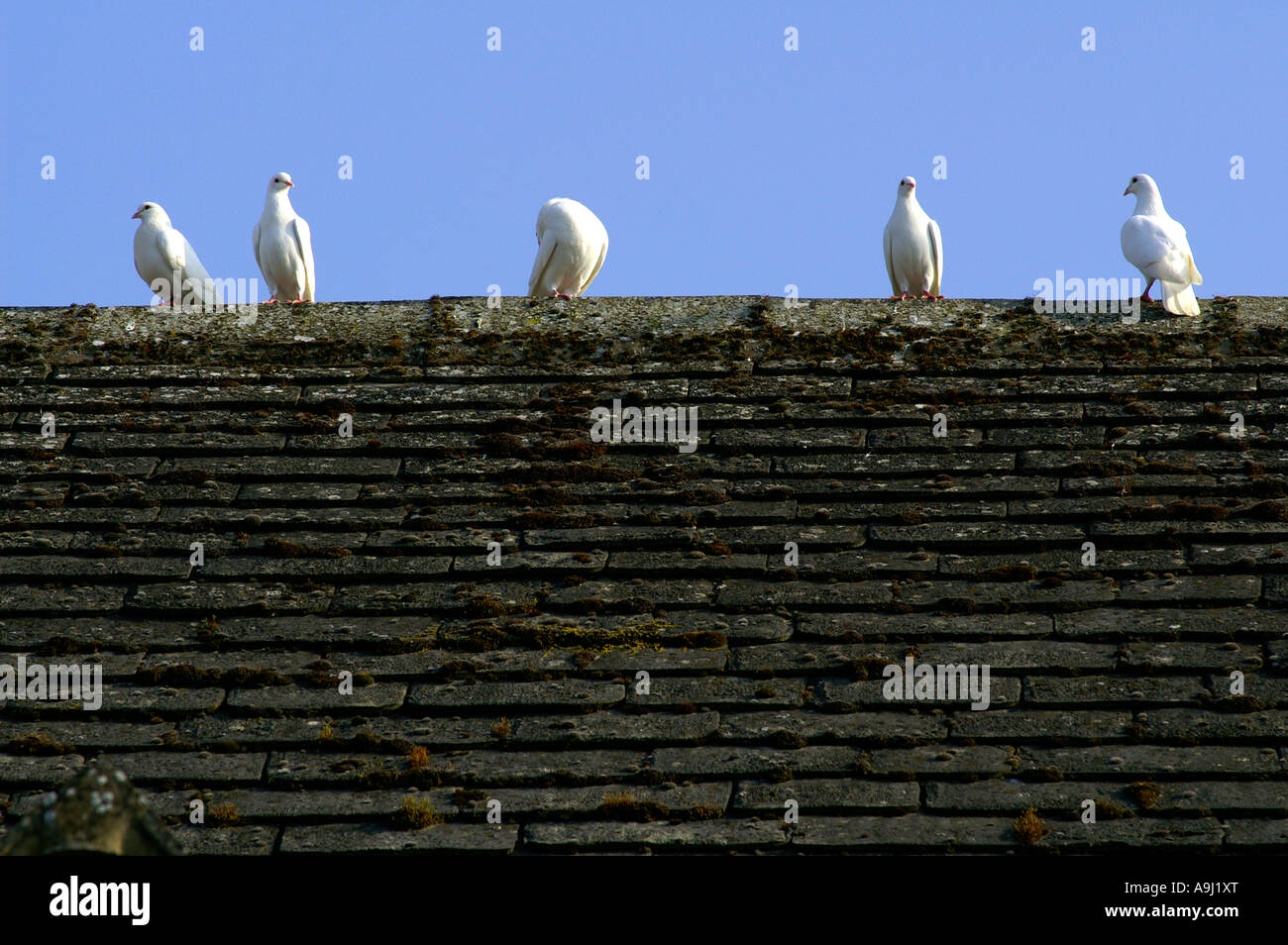 Five doves hi-res stock photography and images - Alamy