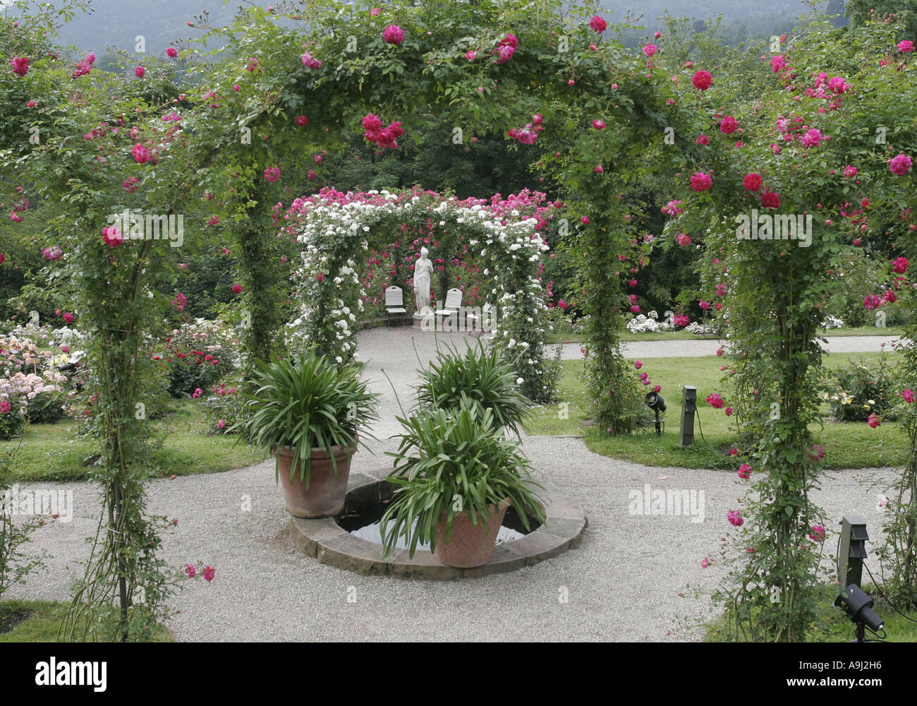 Rose trial hi-res stock photography and images - Alamy