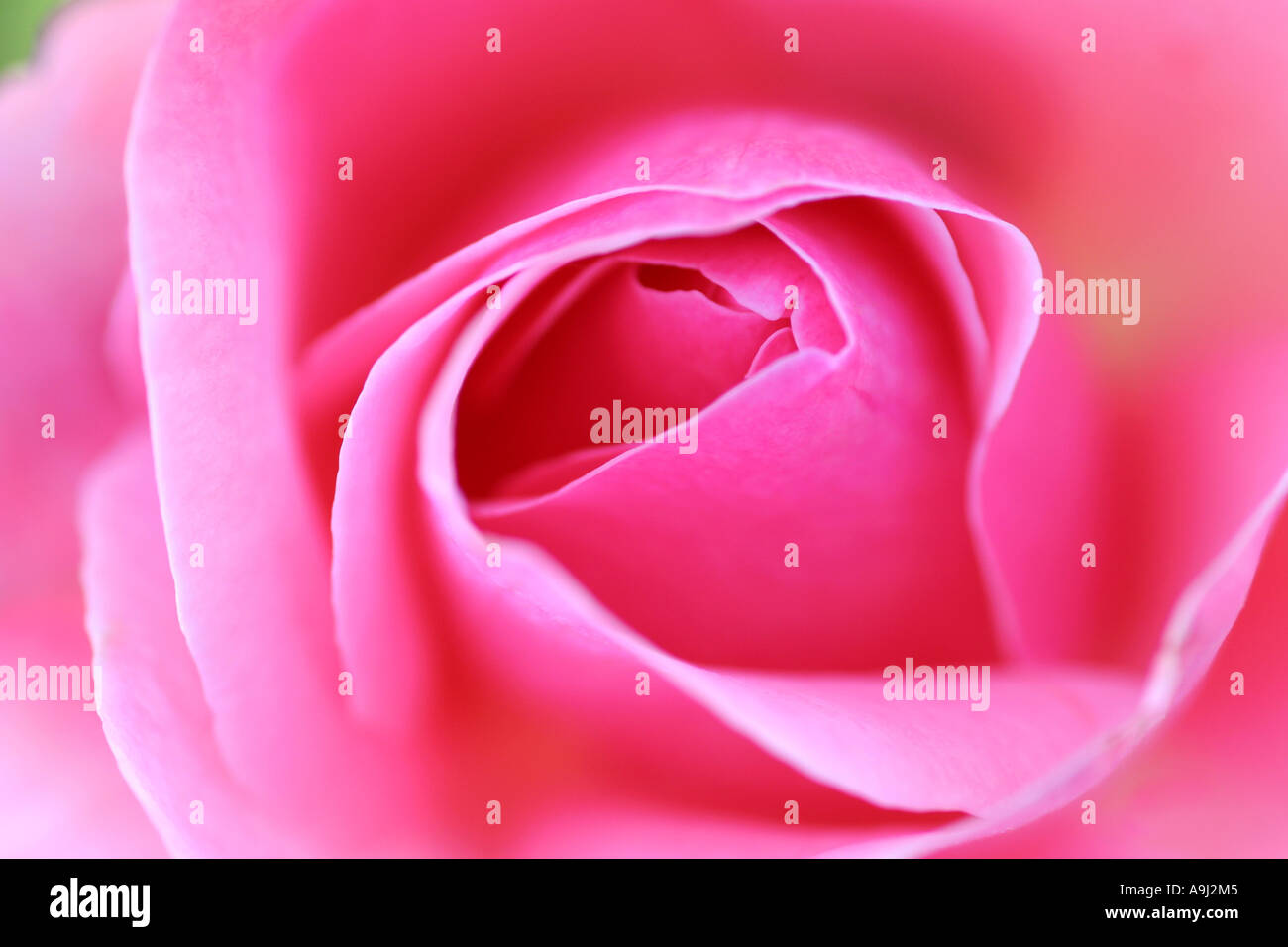 rose (Rosa spec.), detail, Germany Stock Photo - Alamy
