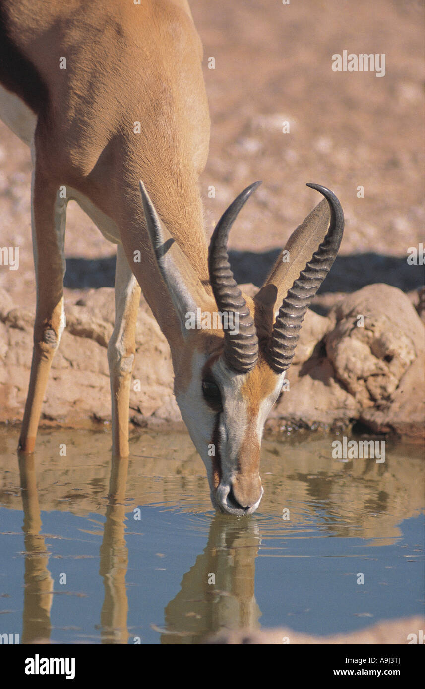 Springbok drinking at a pool in Kalahari Gemsbok National Park South ...