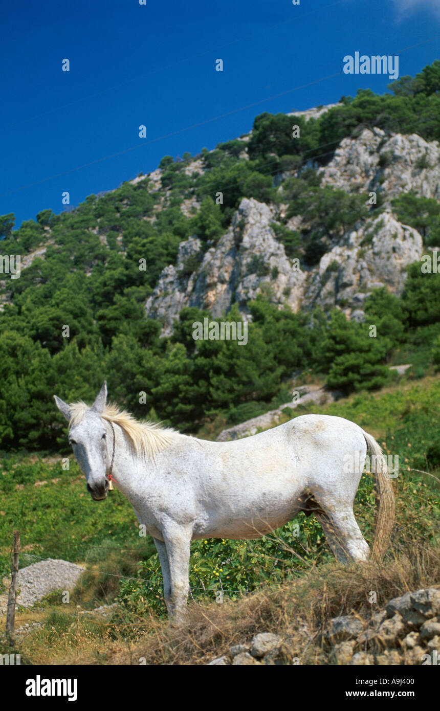 Murvica bol hi-res stock photography and images - Alamy