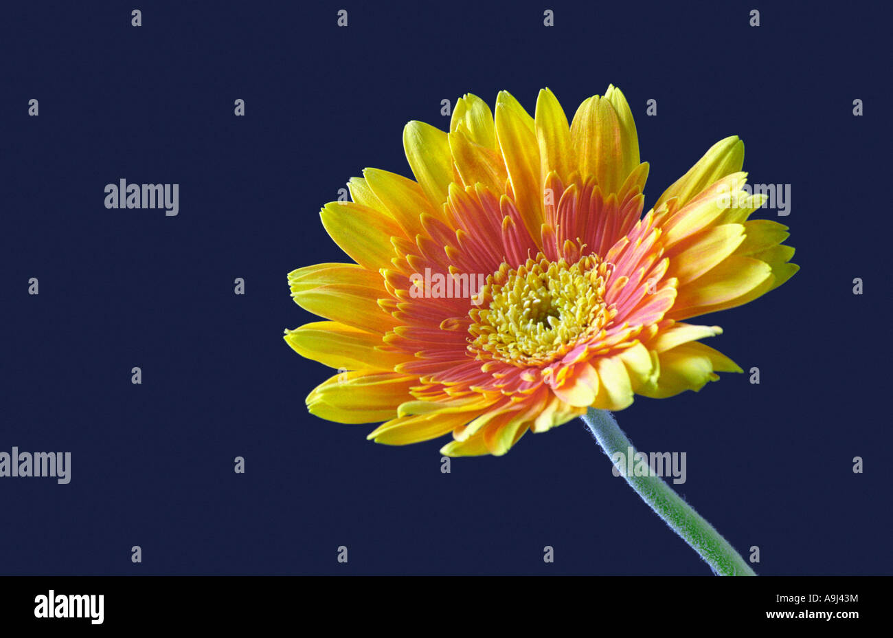 Gerbera, is a genus of ornamental plants from the sunflower family ...