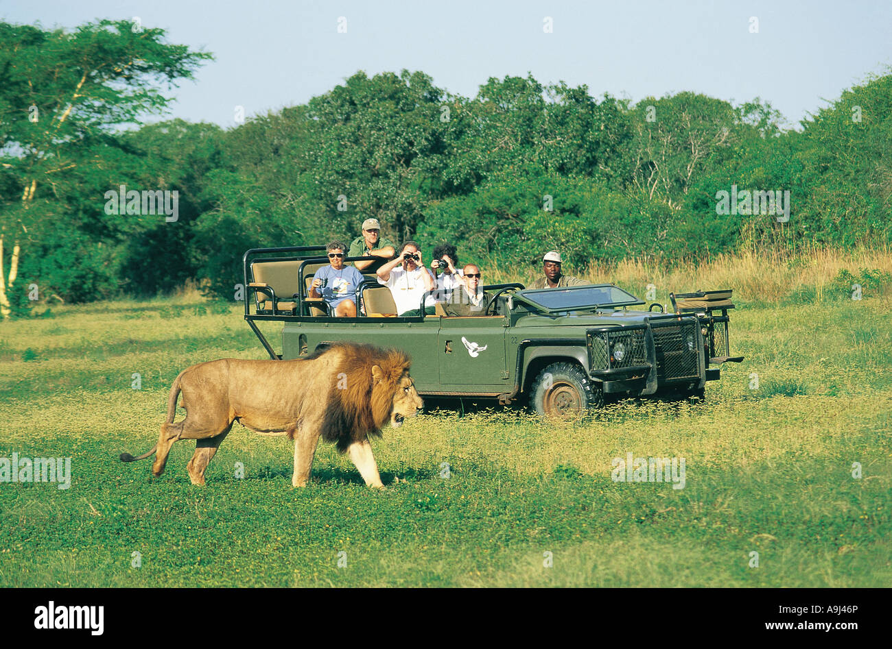 Lion walking in front of tourist vehicle Pinda South Africa Stock Photo ...