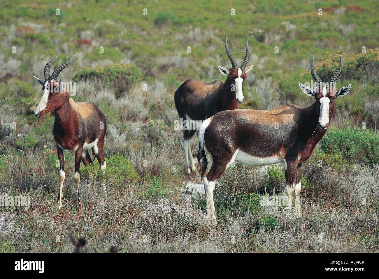 Bontebok Cape Point Western Cape South Africa Stock Photo - Alamy