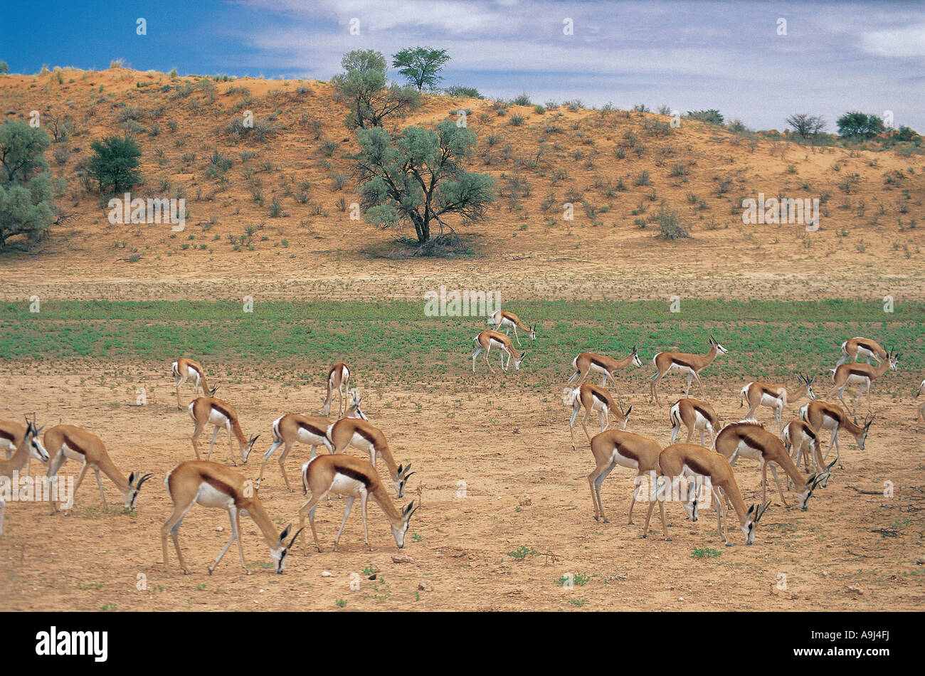 A herd of Springbok grazing in Kalahari Gemsbok National Park South ...