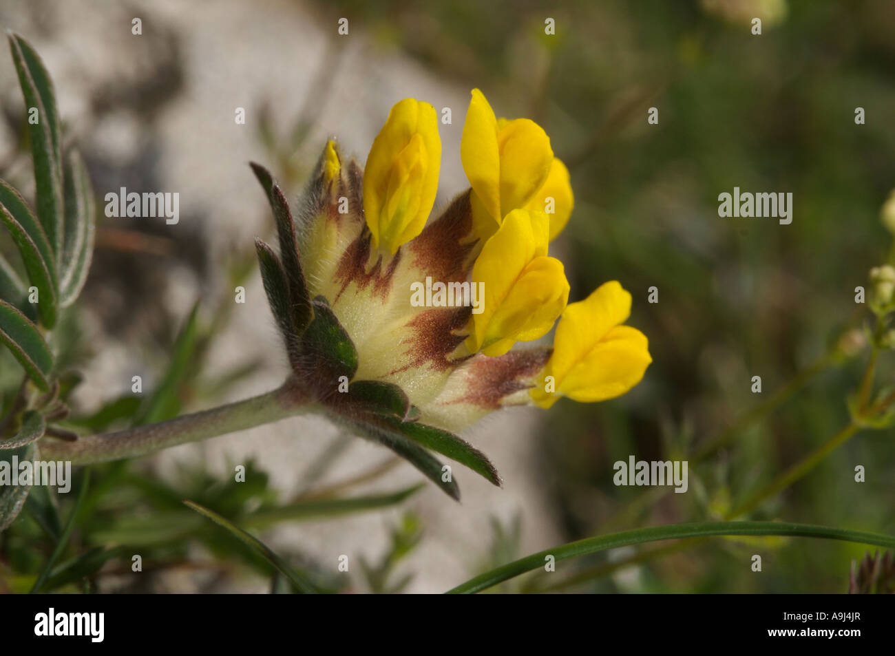 Kidney vetch ladys fingers hi-res stock photography and images - Alamy