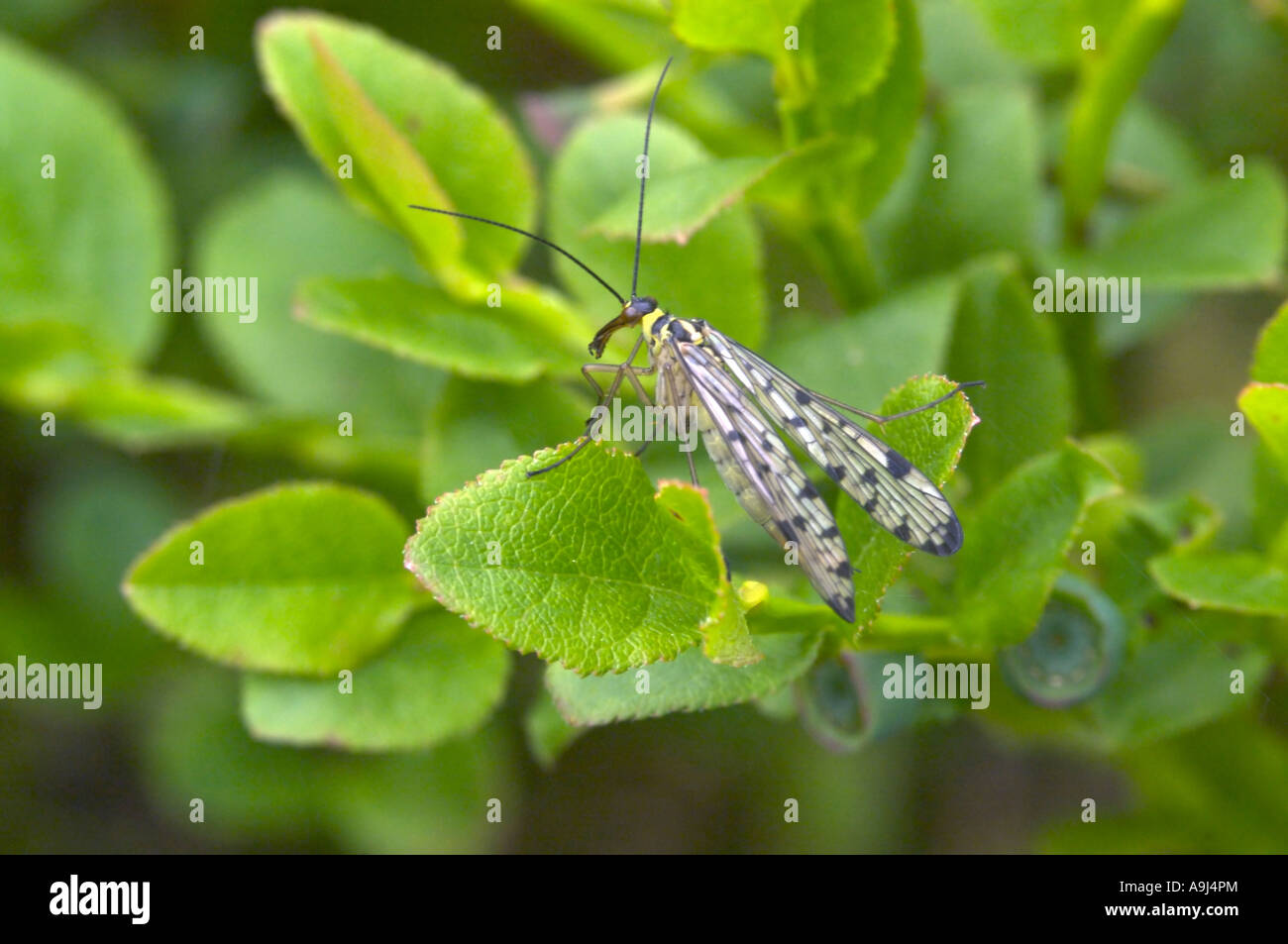 Female Scorpion Fly on Bilberry Stock Photo - Alamy