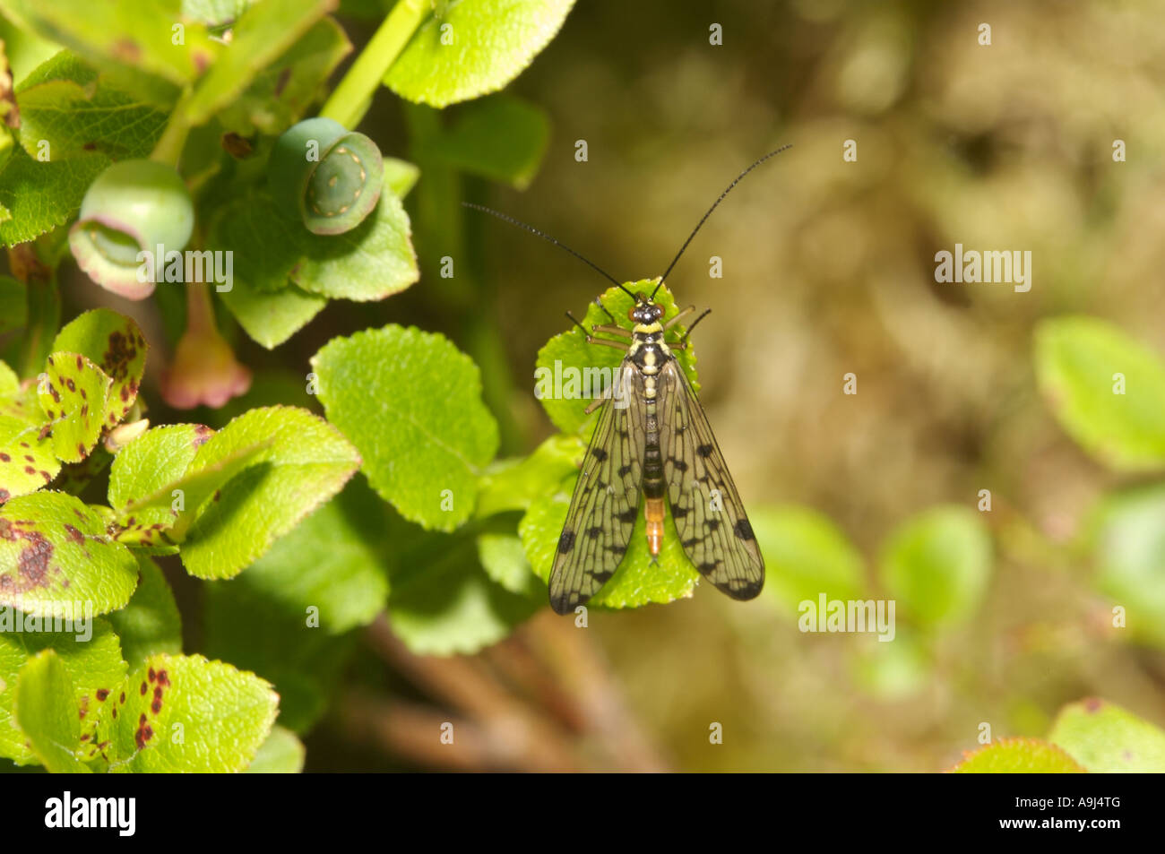 Female Scorpion Fly on Bilberry Stock Photo - Alamy