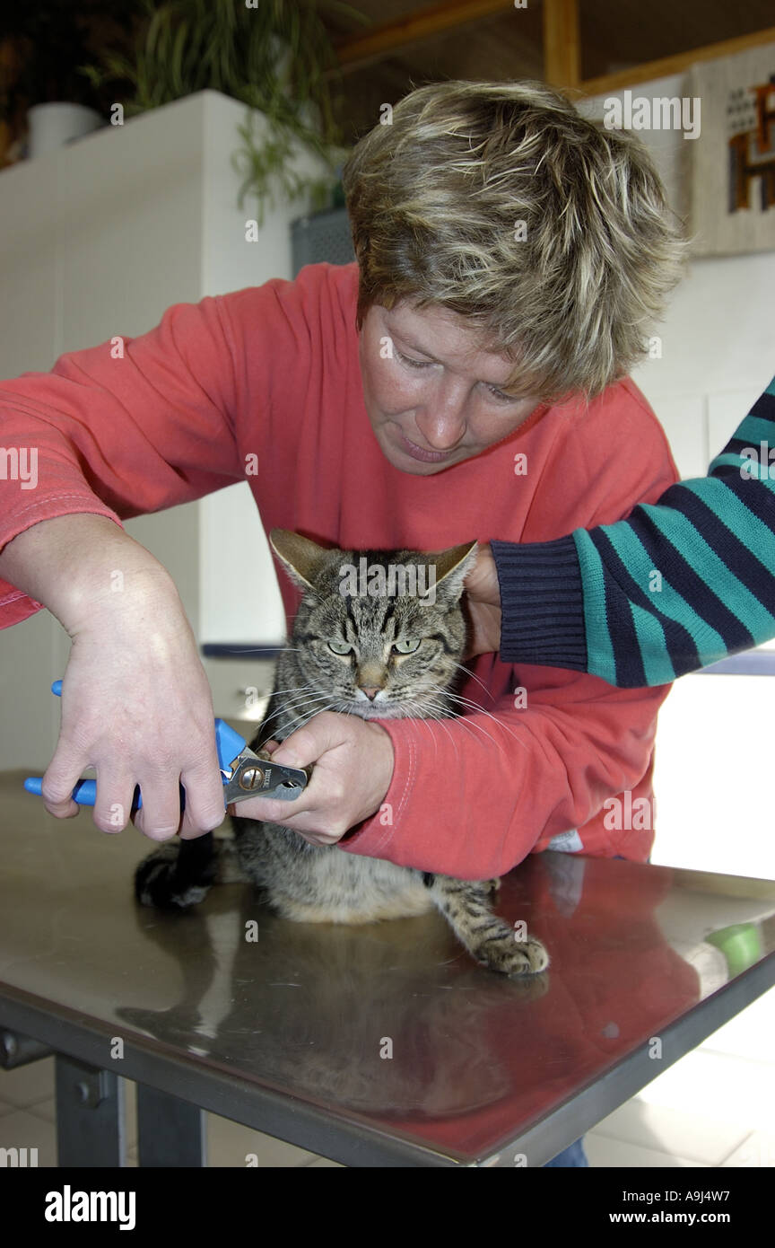 domestic cat, house cat (Felis silvestris f. catus), claws get cut ...
