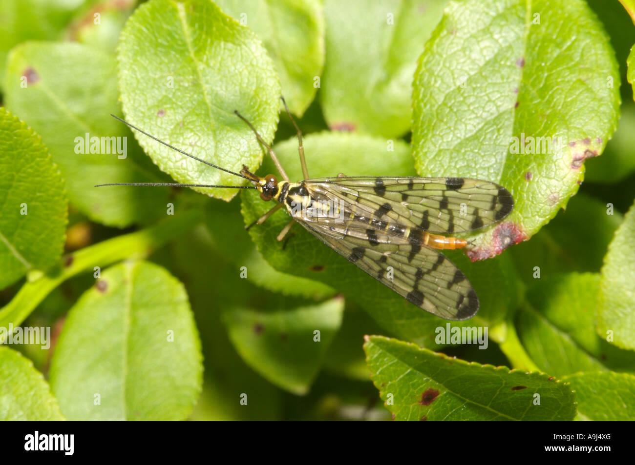 Female Scorpion Fly on Bilberry Stock Photo - Alamy