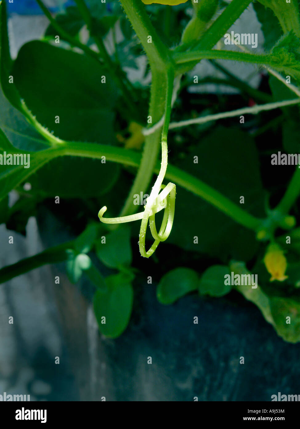 Tendril of Musk Melon, Cuvumis melo Stock Photo - Alamy