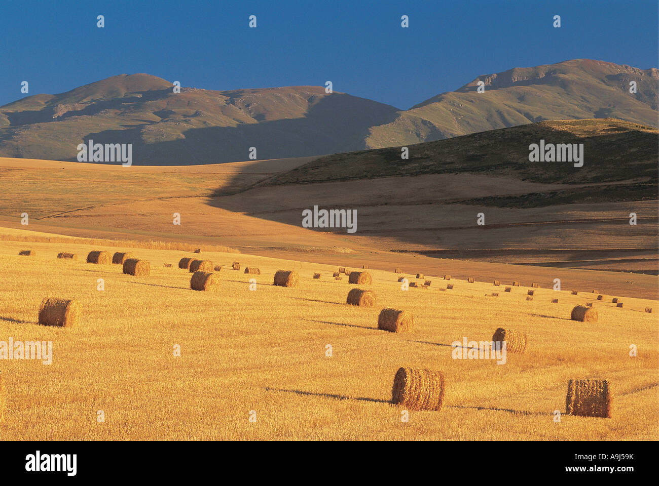 Harvest time with stooks of mown wheat in fields Overberg Western Cape ...