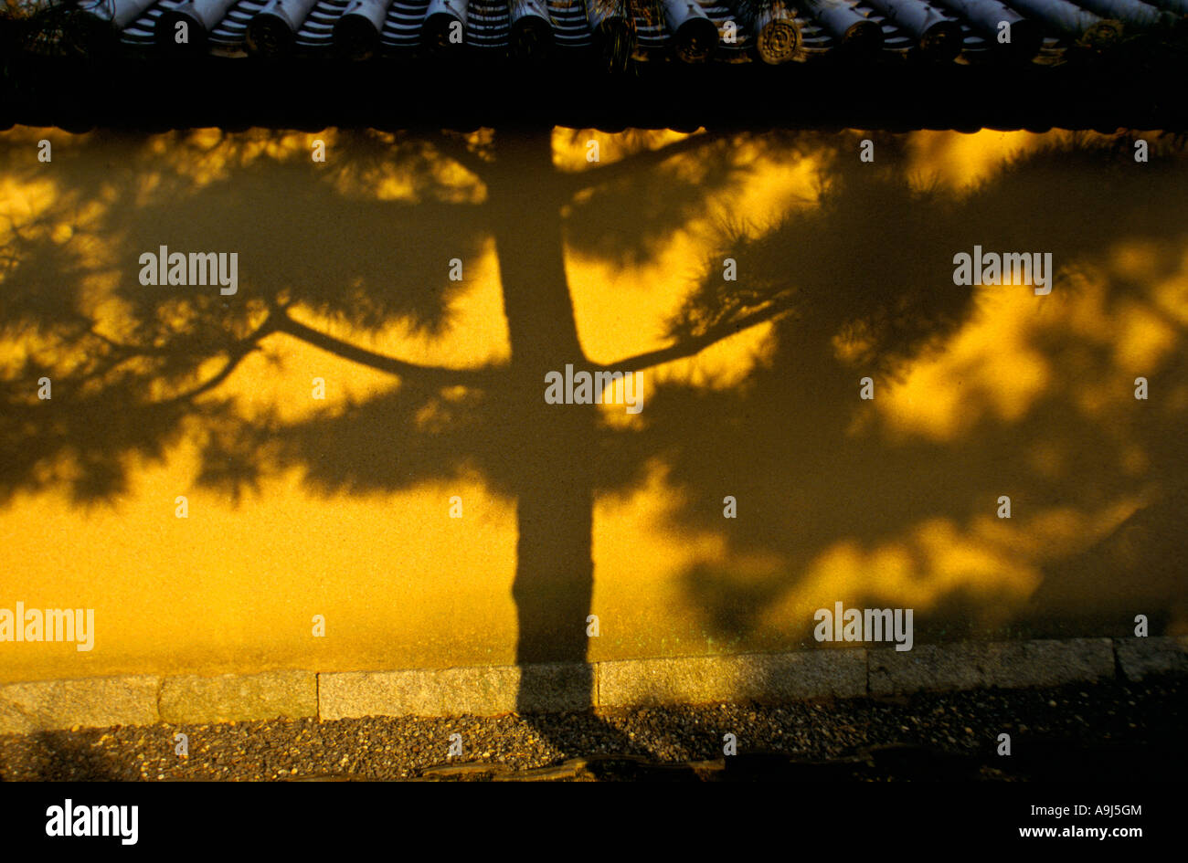 Shadow of a tree at the Daisen-In temple in Kyoto Japan Stock Photo - Alamy