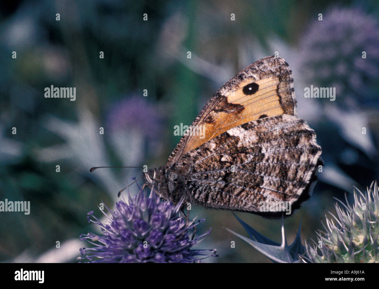 british english wirral nature reserve red rocks butterfly grayling ...