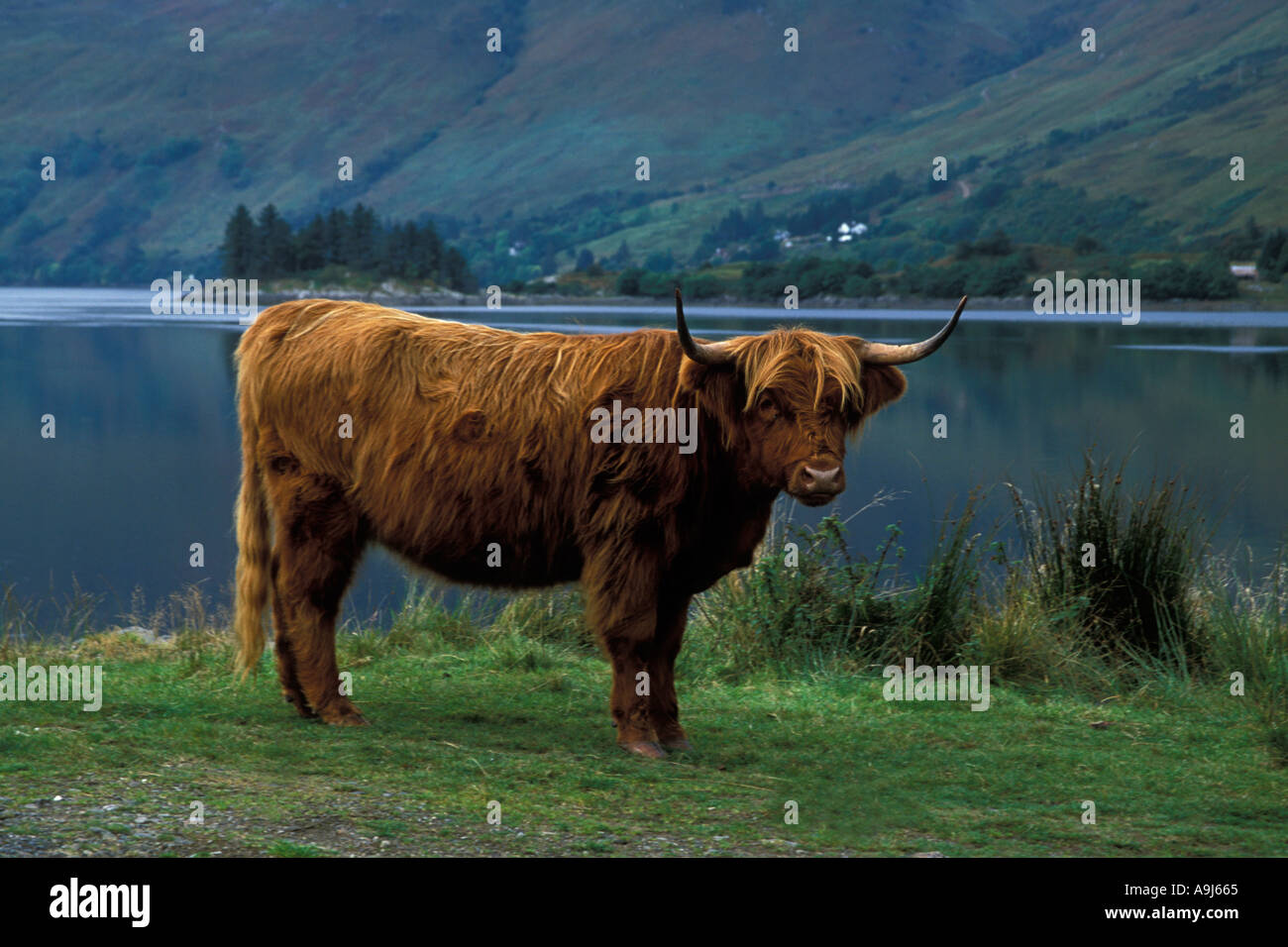 british scotland highlands loch long highland cattle Stock Photo - Alamy