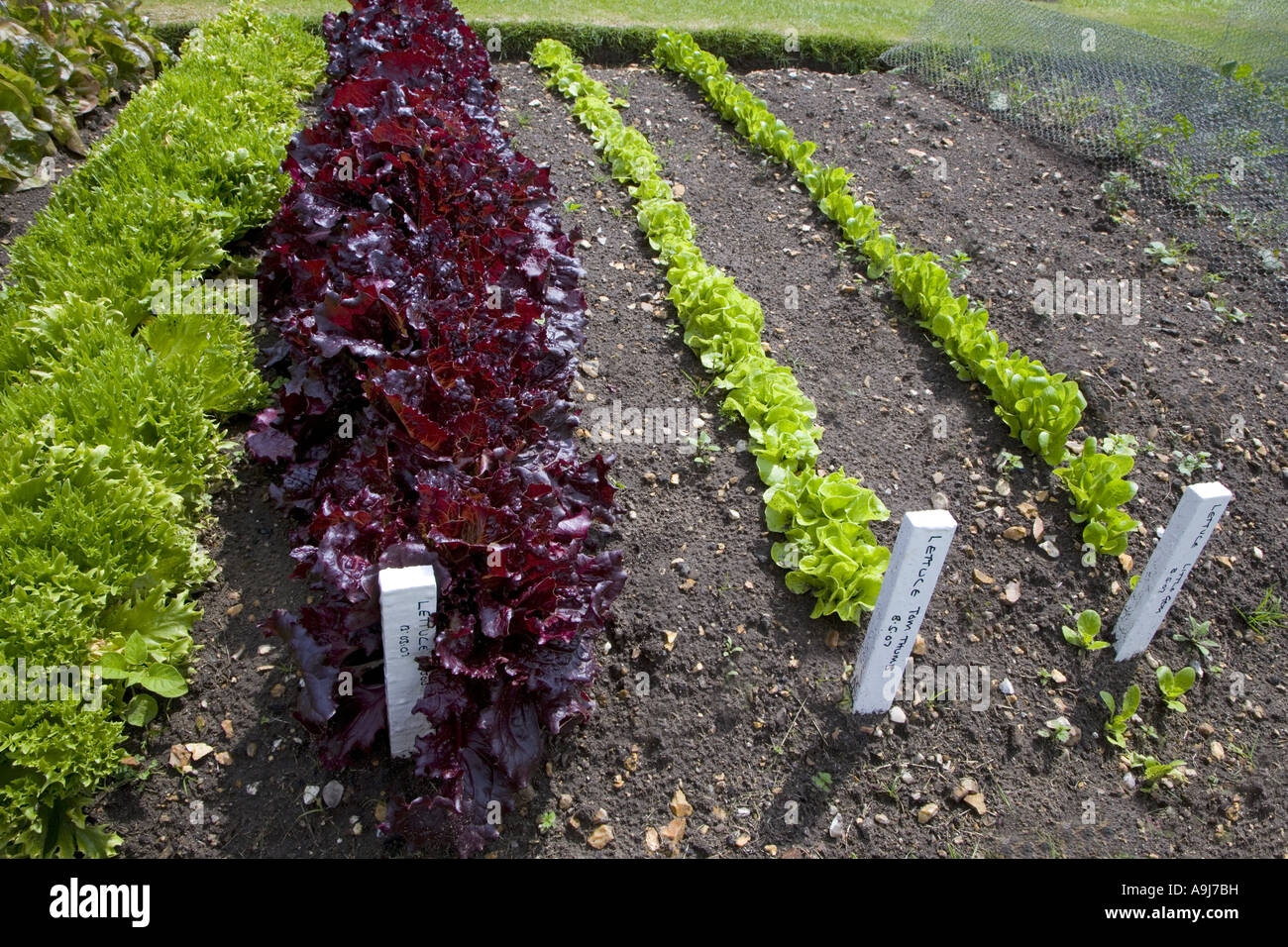 Lettuce Rows in Vegetable Garden Stock Photo - Alamy