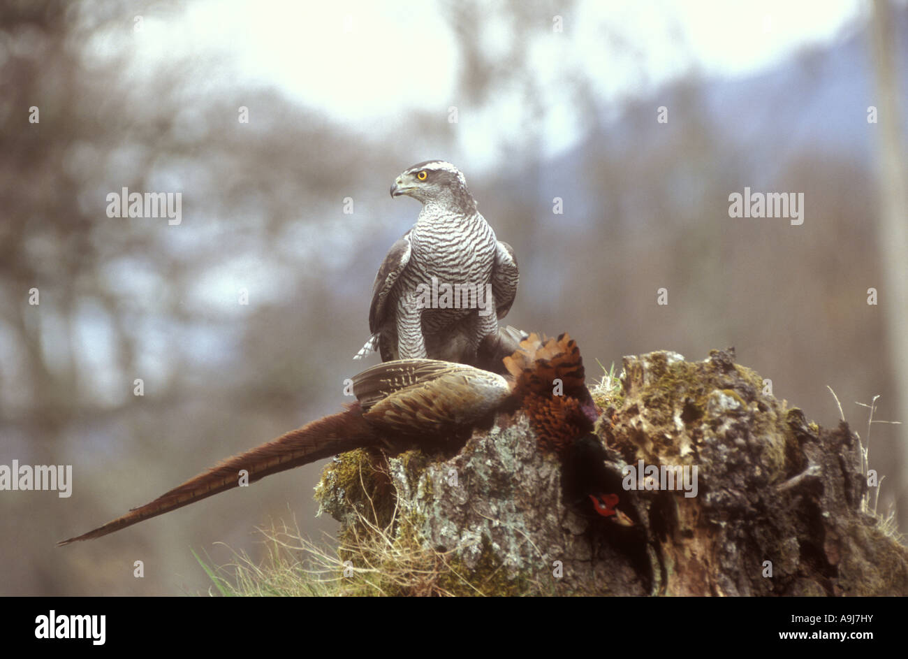 Female Goshawk with Pheasant Prey Stock Photo - Alamy