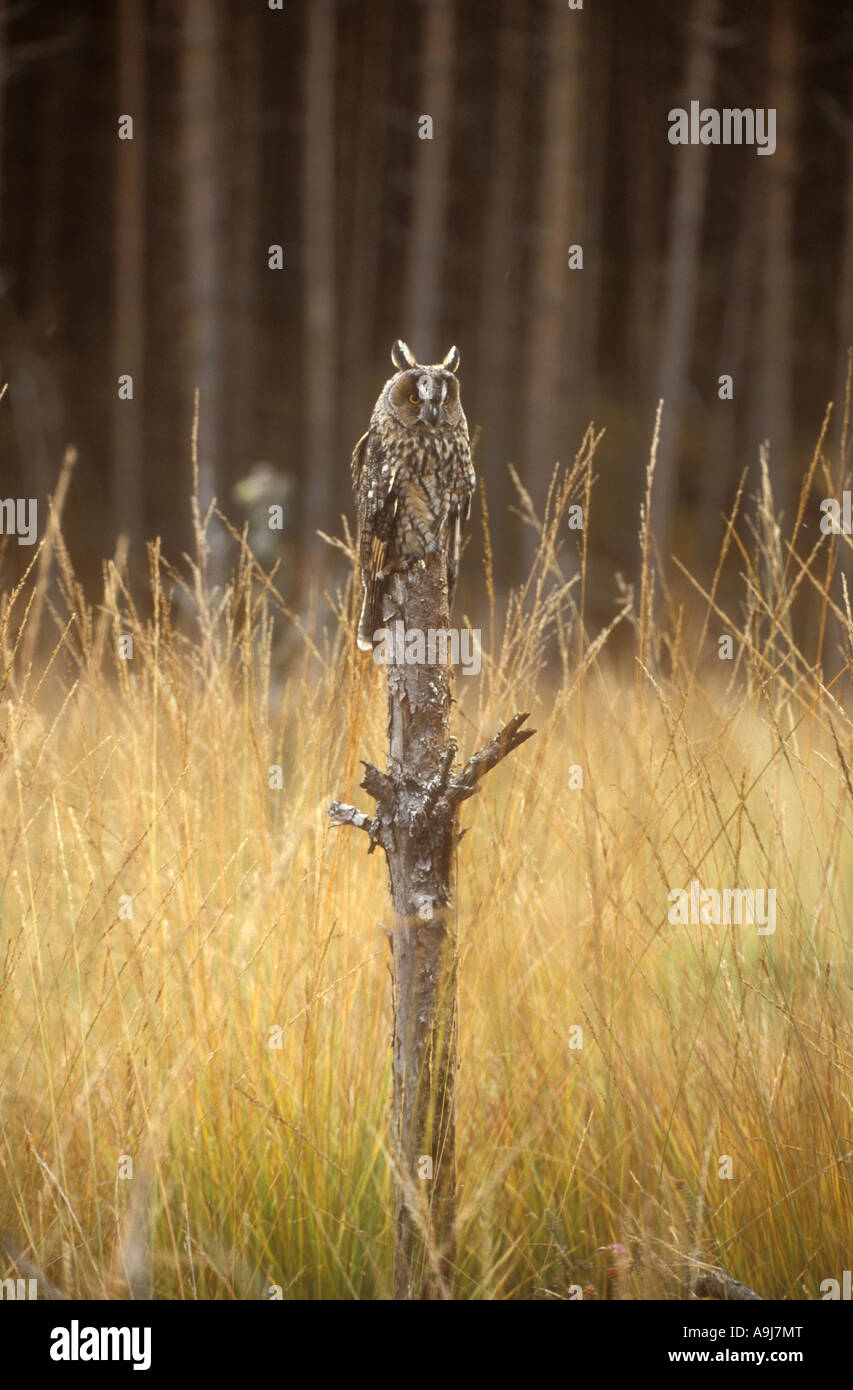 Long eared owls roosting hi-res stock photography and images - Alamy
