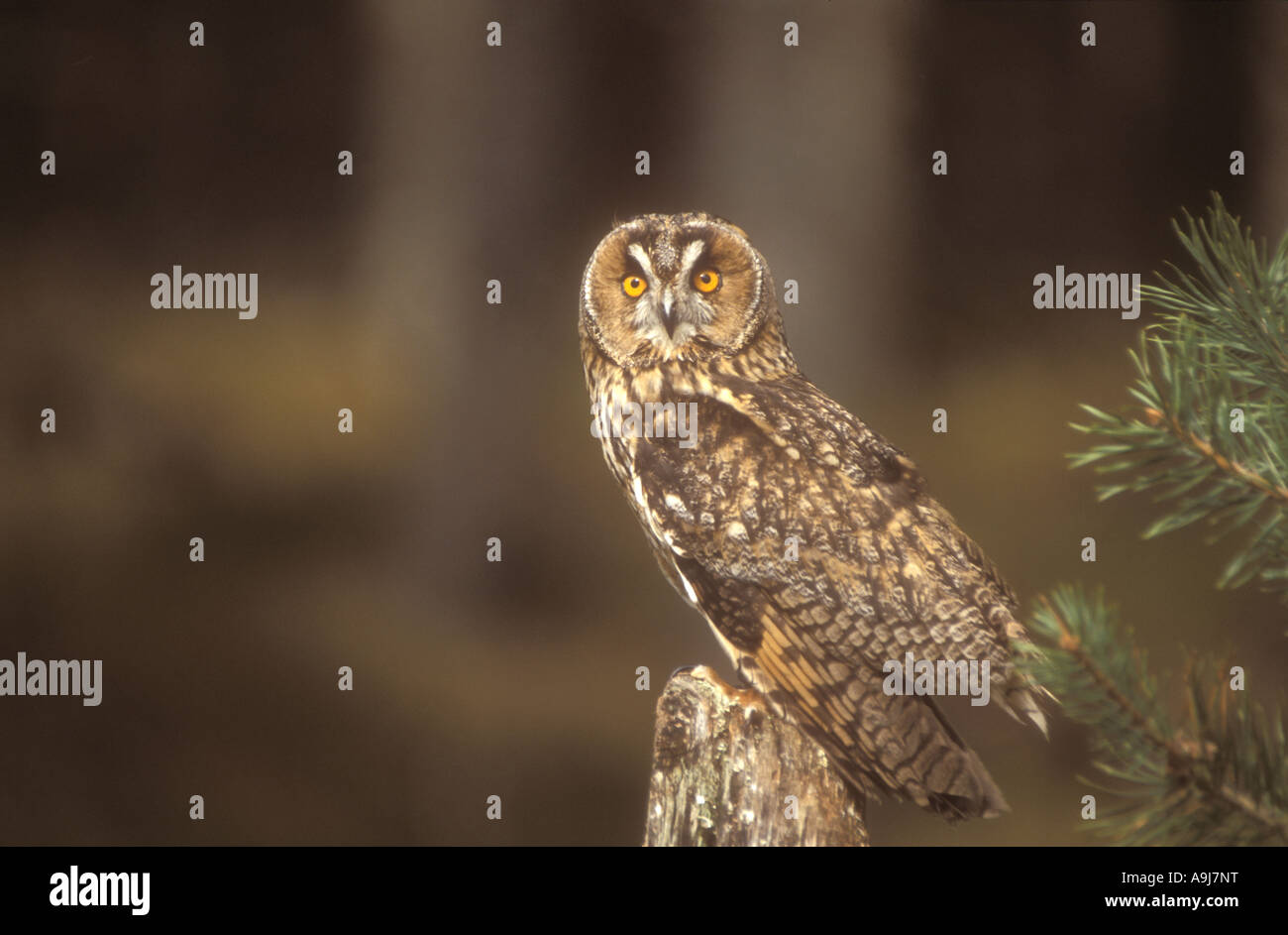 Long eared Owl Resting on Perch at Edge of Forest Stock Photo - Alamy