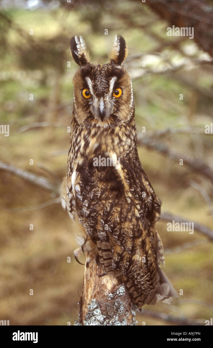 Long eared Owl Resting on Perch at Edge of Forest Stock Photo - Alamy
