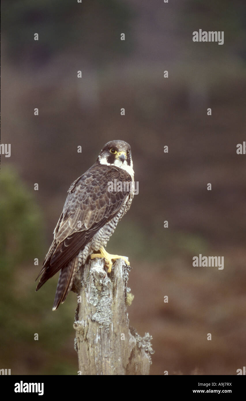 Peregrine falcon Resting on Perch Stock Photo - Alamy