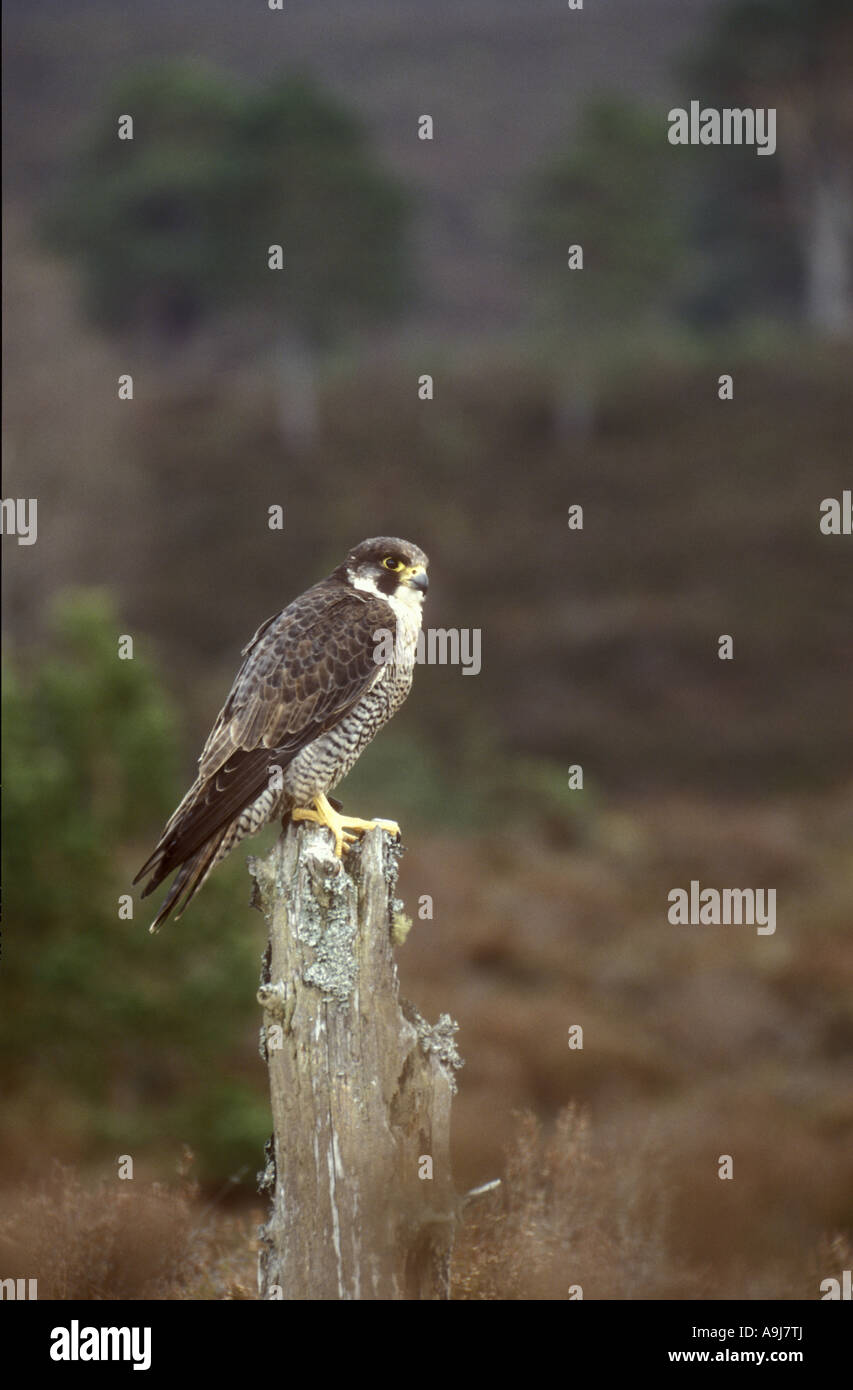 Peregrine falcon Resting on Perch Stock Photo - Alamy