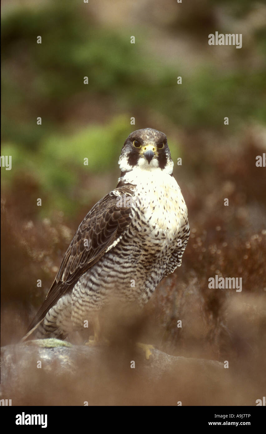 Female peregrine falcon perched hi-res stock photography and images - Alamy