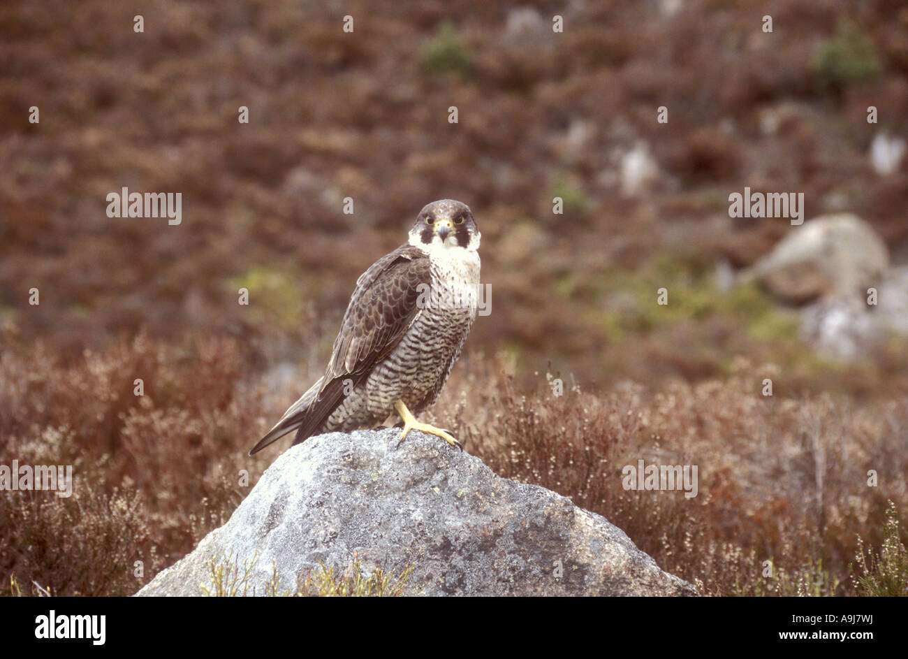 Peregrine Falcon Perching on Boulder Stock Photo - Alamy