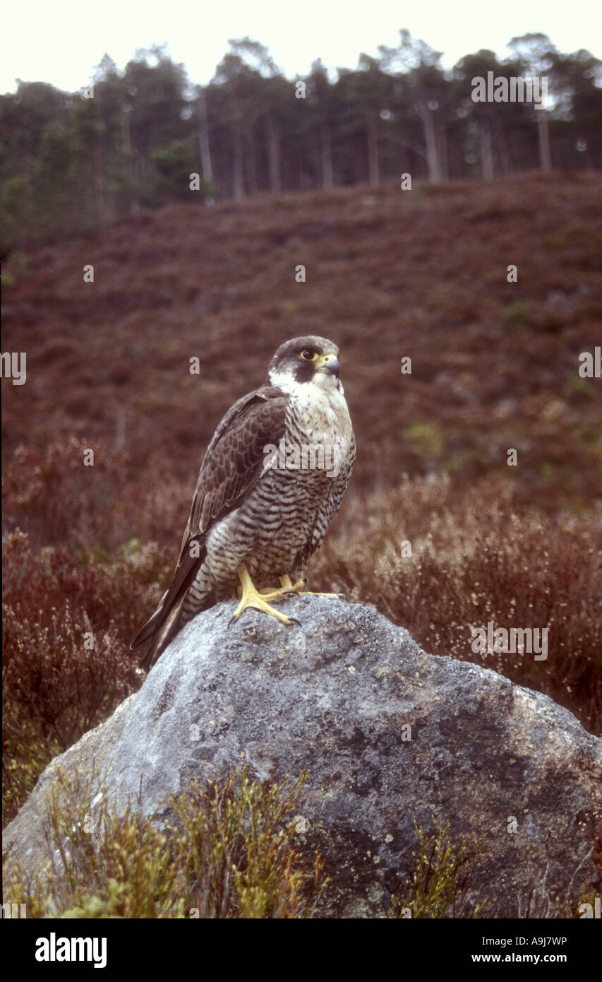 Peregrine Falcon Perching on Boulder Stock Photo - Alamy