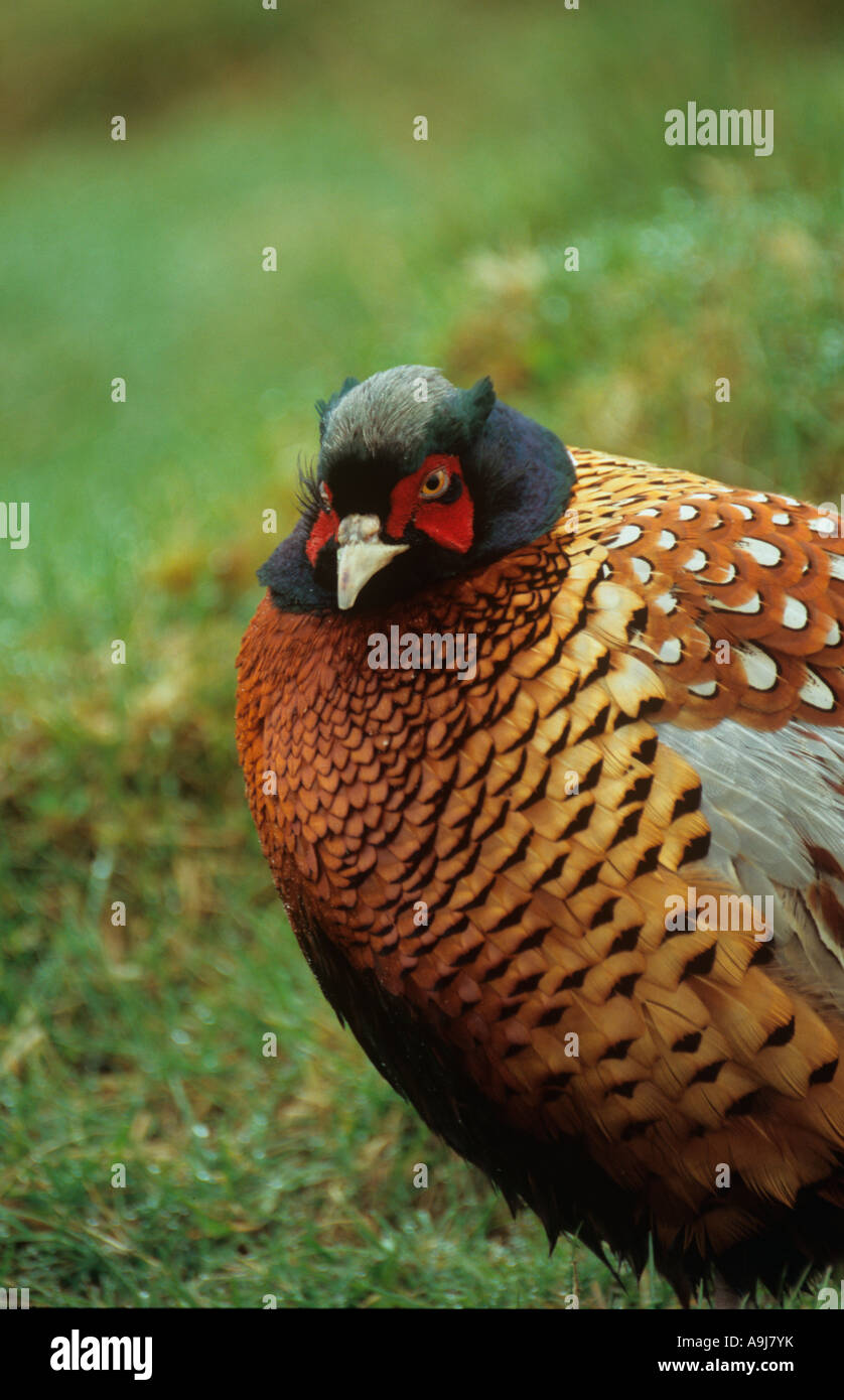 Pheasant in Field Stock Photo - Alamy