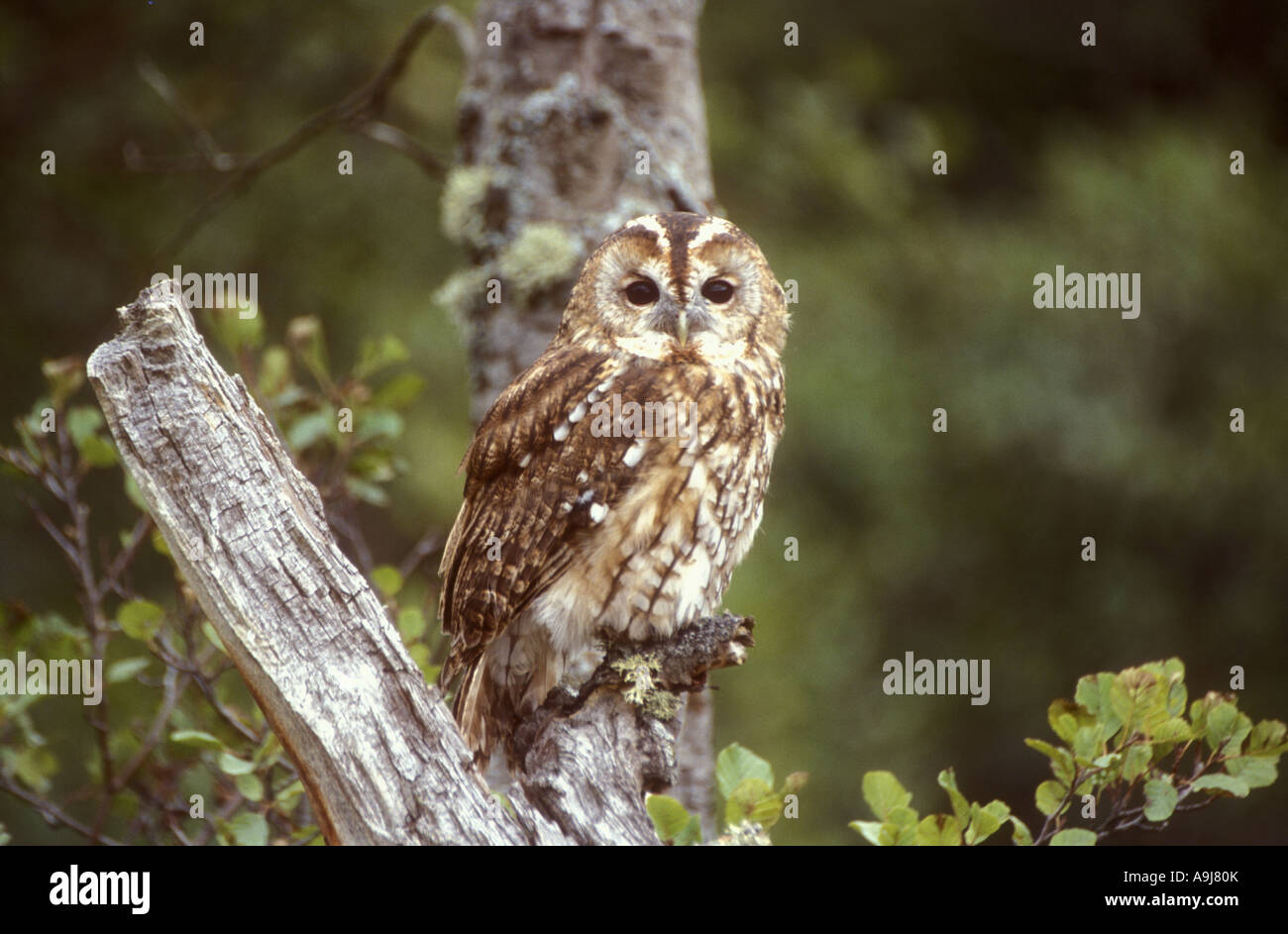 Tawny Owl on Tree Stump Stock Photo - Alamy